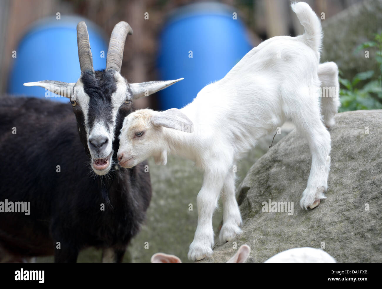 A one-week old goat and her mother are pictured at the goat farm in ...