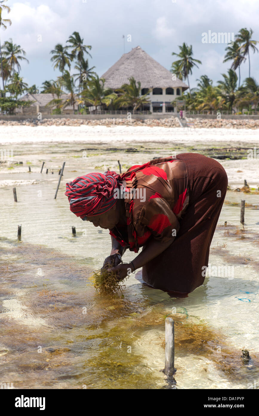 A village lady tends and plants her seaweed farm, Jambiani, Zanzibar ...