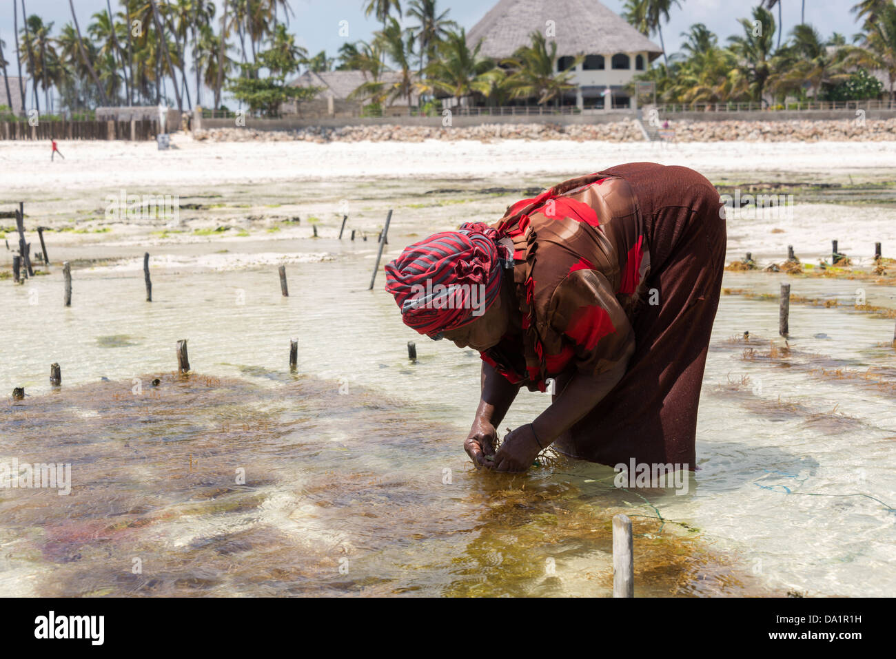 A village lady tends and plants her seaweed farm, Jambiani, Zanzibar ...