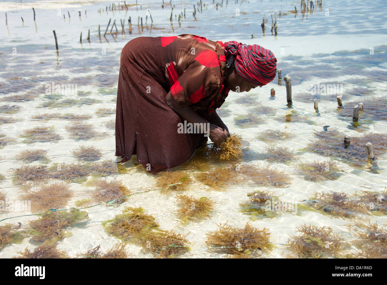 Cultivating seaweed hi-res stock photography and images - Alamy