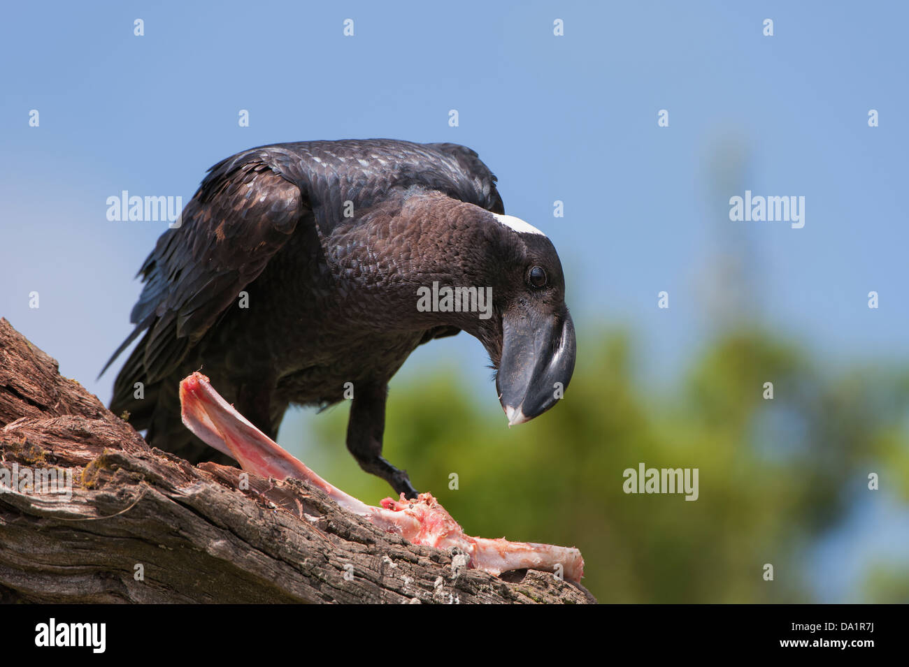 Thick-billed Raven (Corvus crassirostris) feeding on a carcass, Simien ...