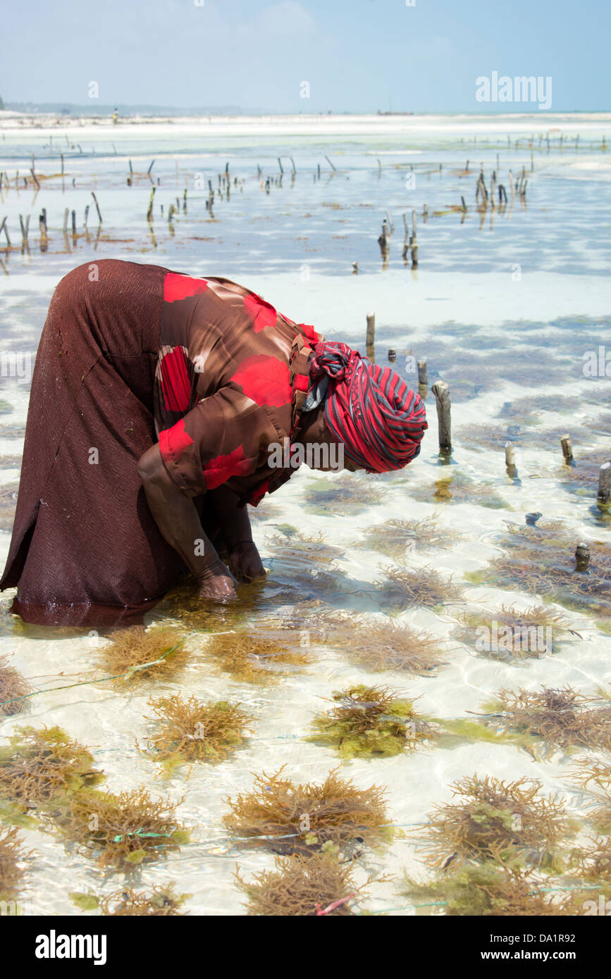 A village lady tends and plants her seaweed farm, Jambiani, Zanzibar ...