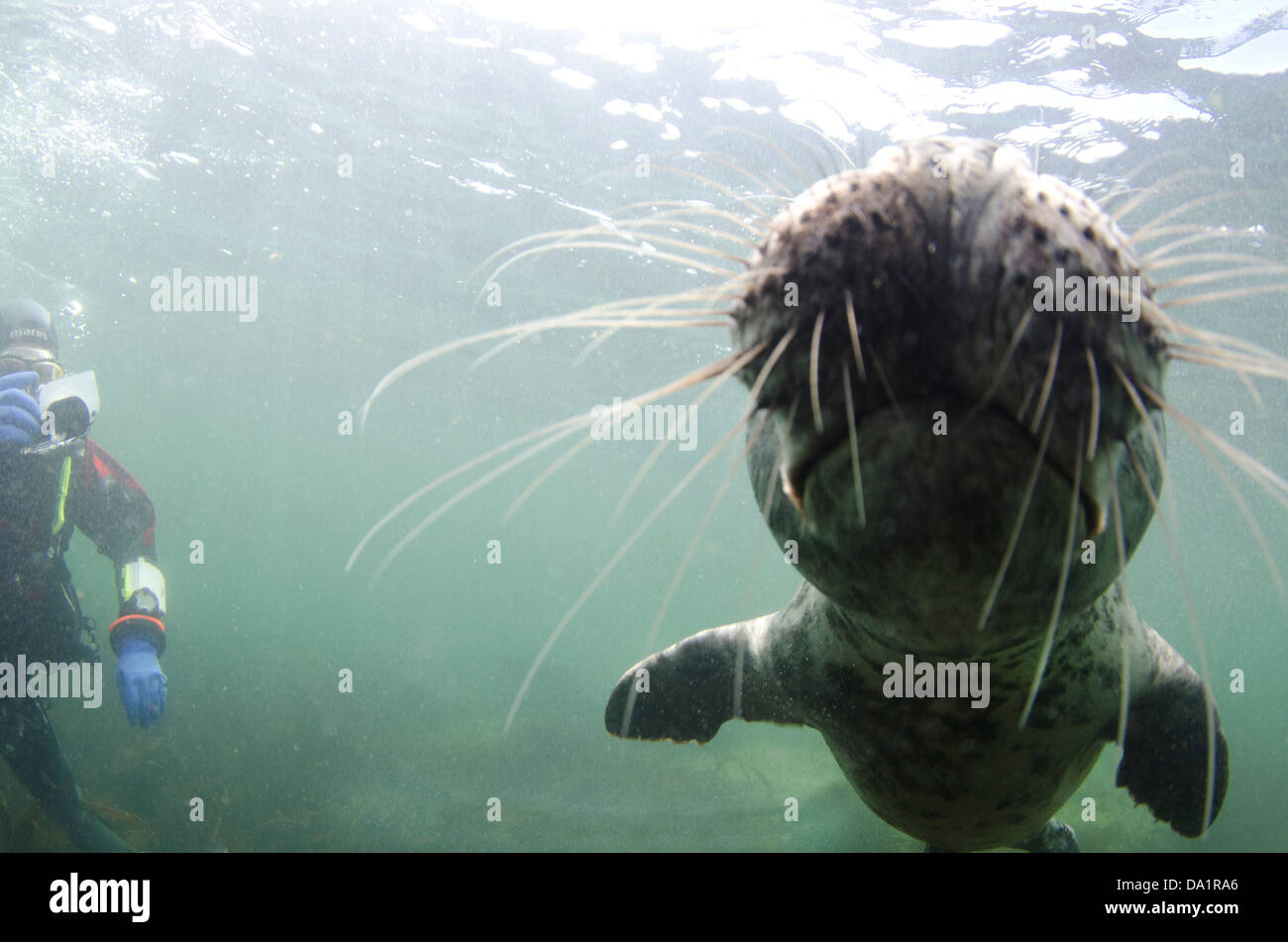 seal sniffing the camera up close Stock Photo - Alamy