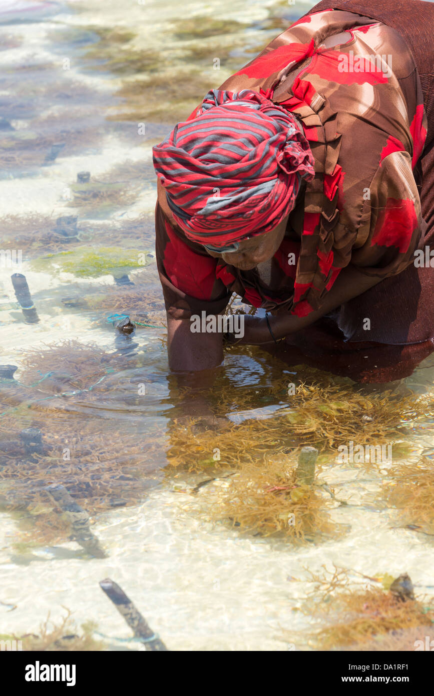 A village lady tends and plants her seaweed farm, Jambiani, Zanzibar ...
