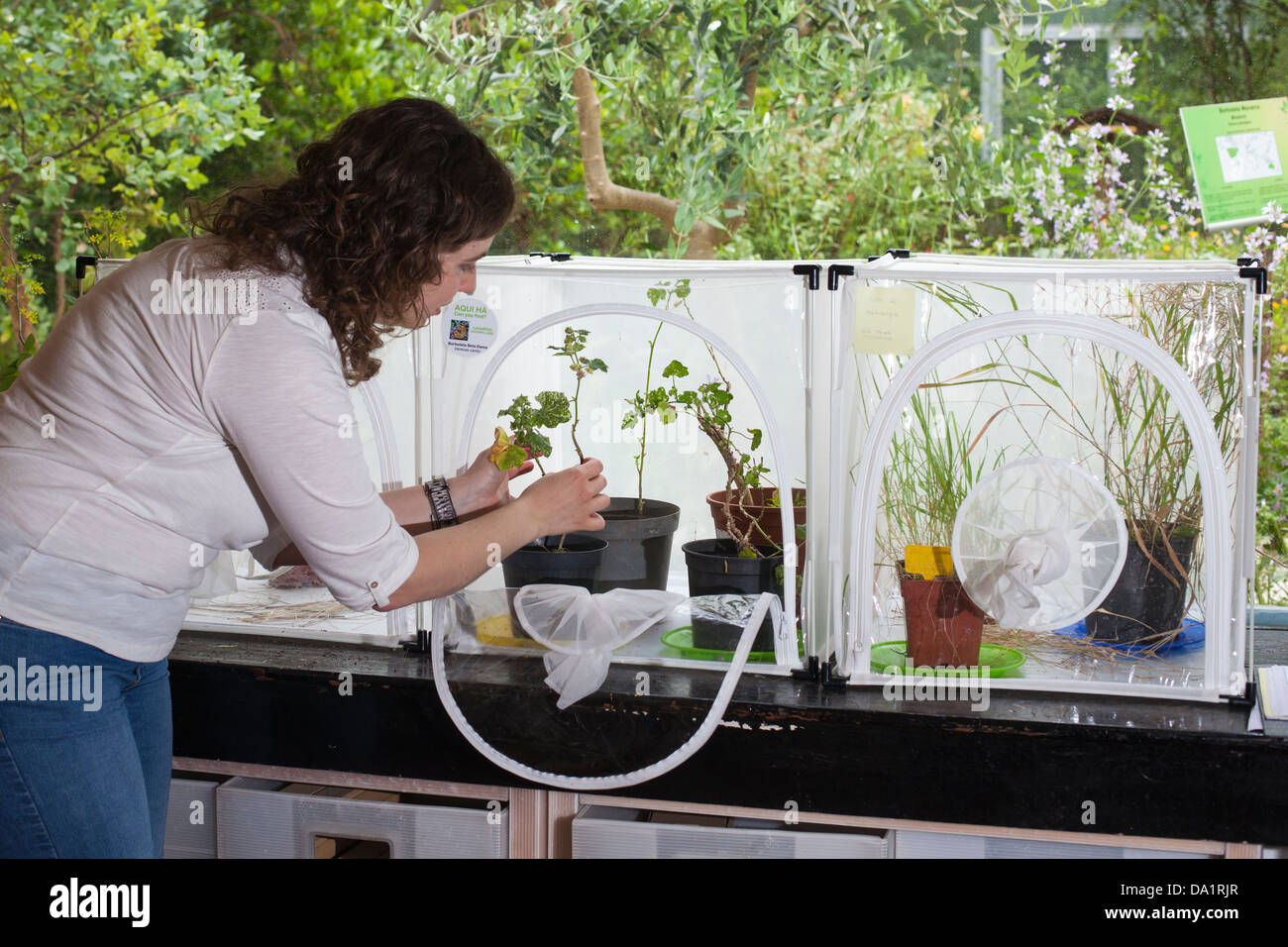 Breeding butterfly cages Stock Photo - Alamy