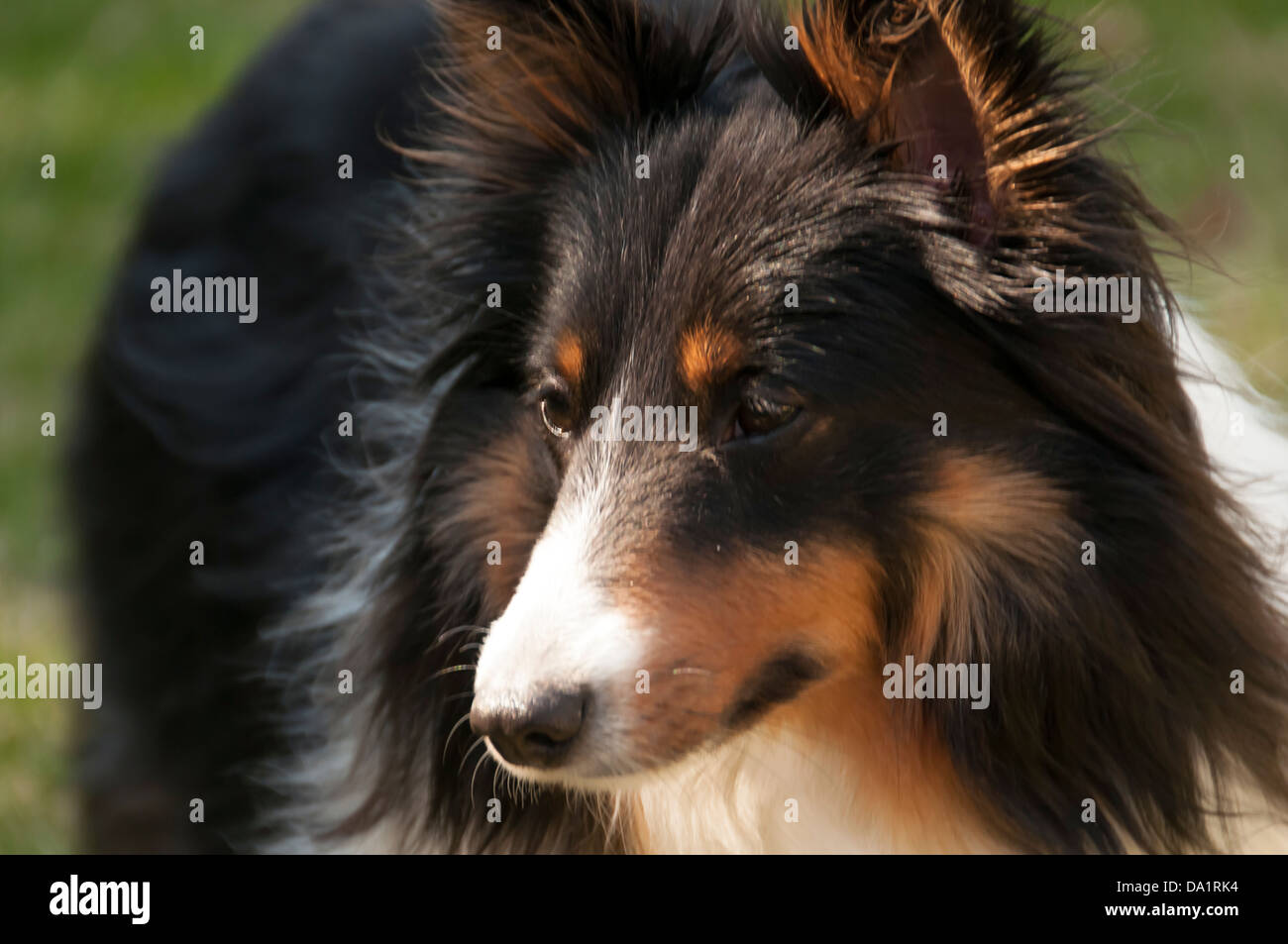 Shetland sheepdog male hi-res stock photography and images - Alamy