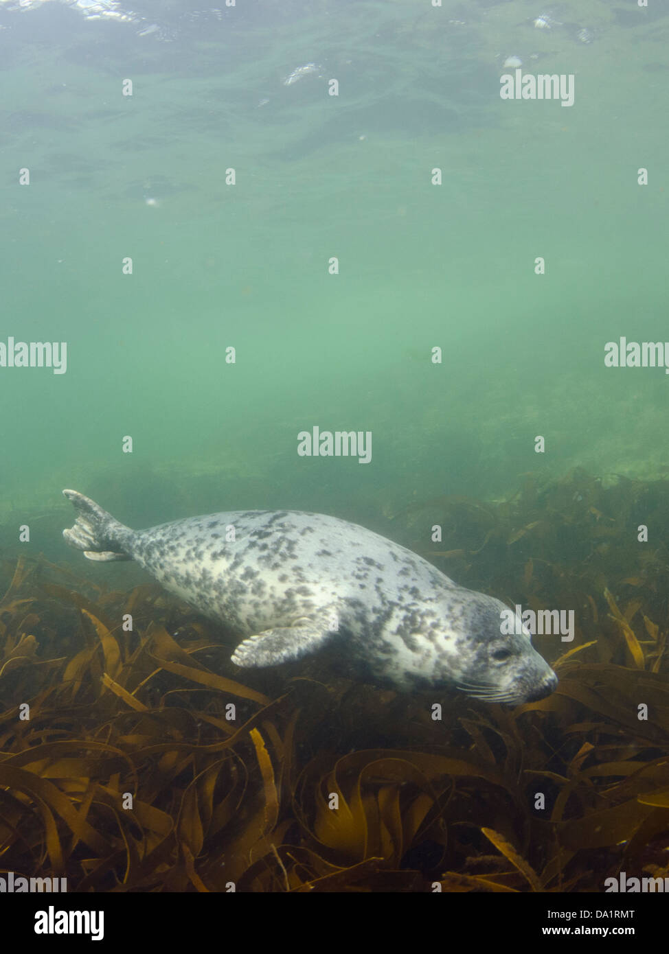 Underwater seal portrait hi-res stock photography and images - Alamy