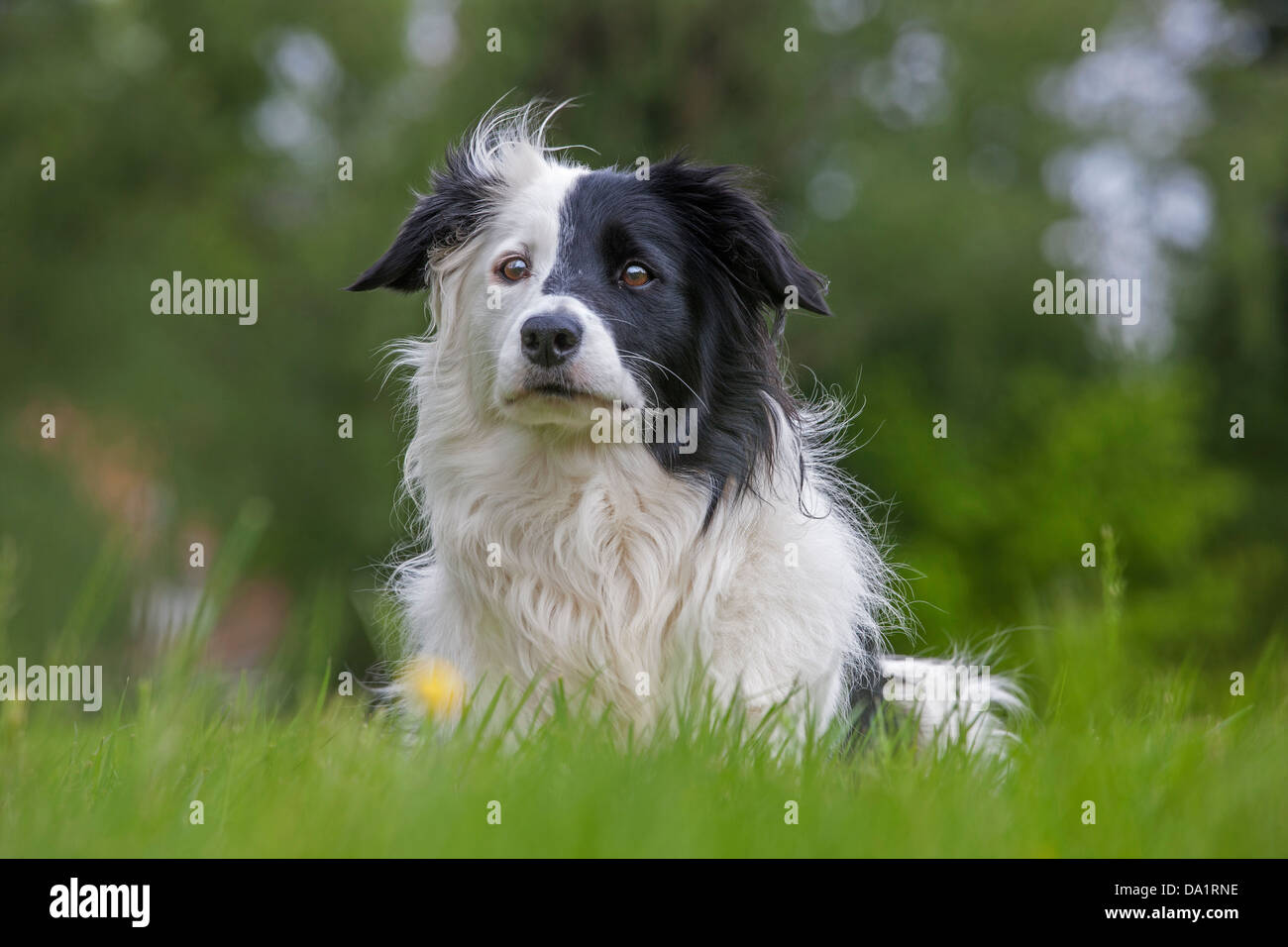 Close up border collie hi-res stock photography and images - Alamy