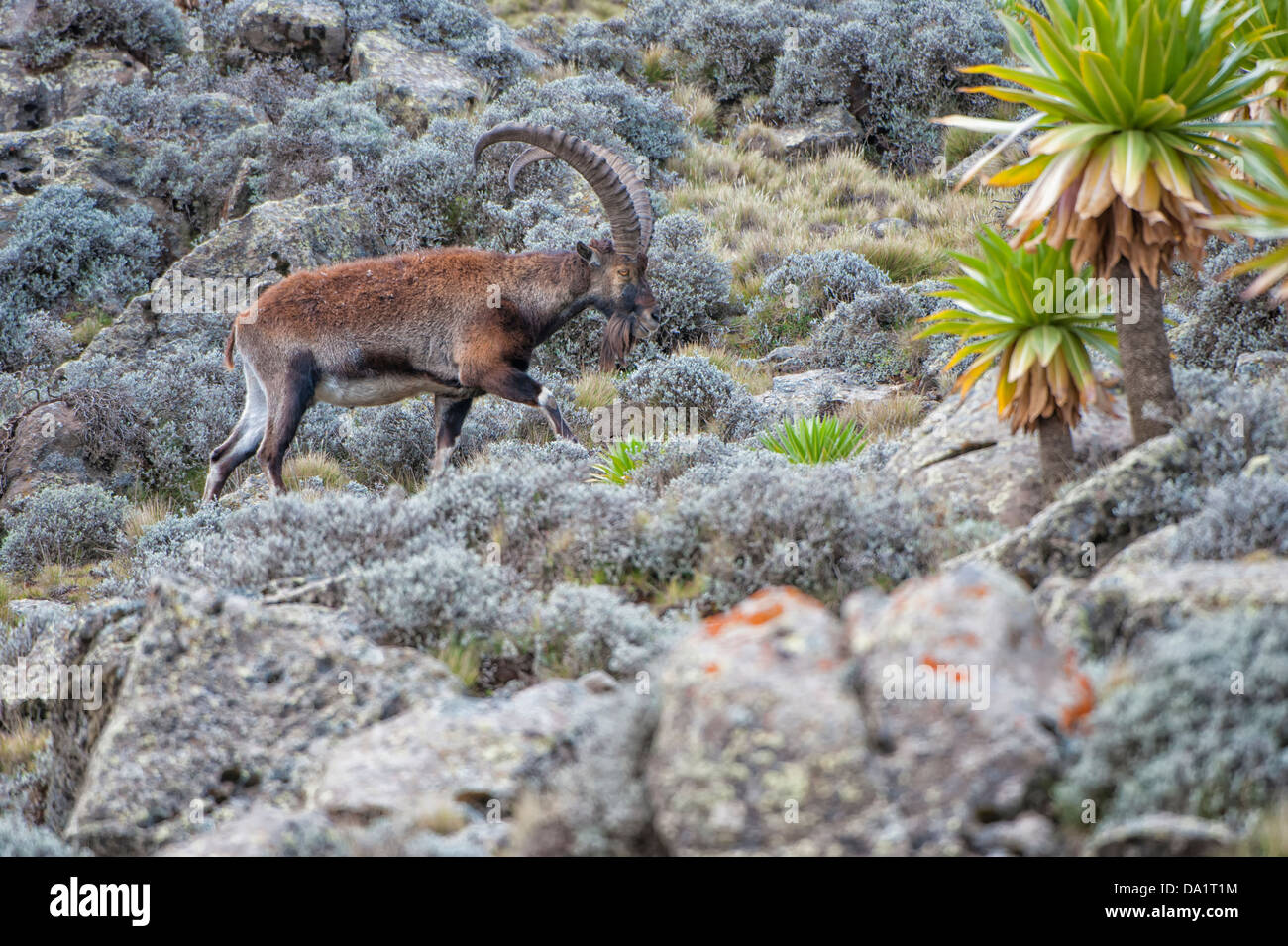Walia Ibex (Capra walie), Simien mountains national park, Amhara region ...