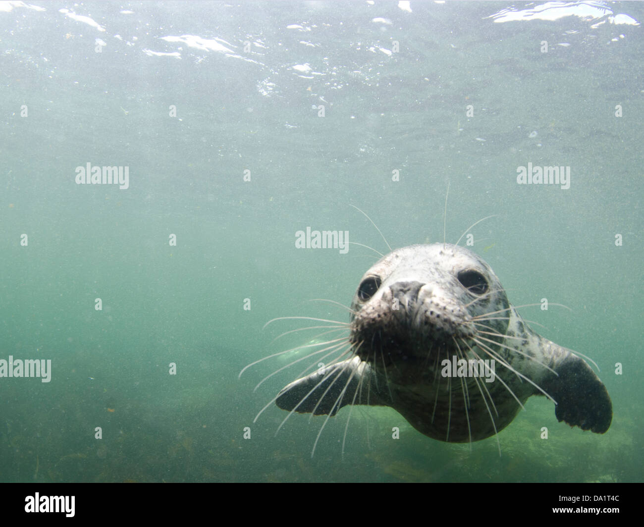 Seal up close hi-res stock photography and images - Alamy