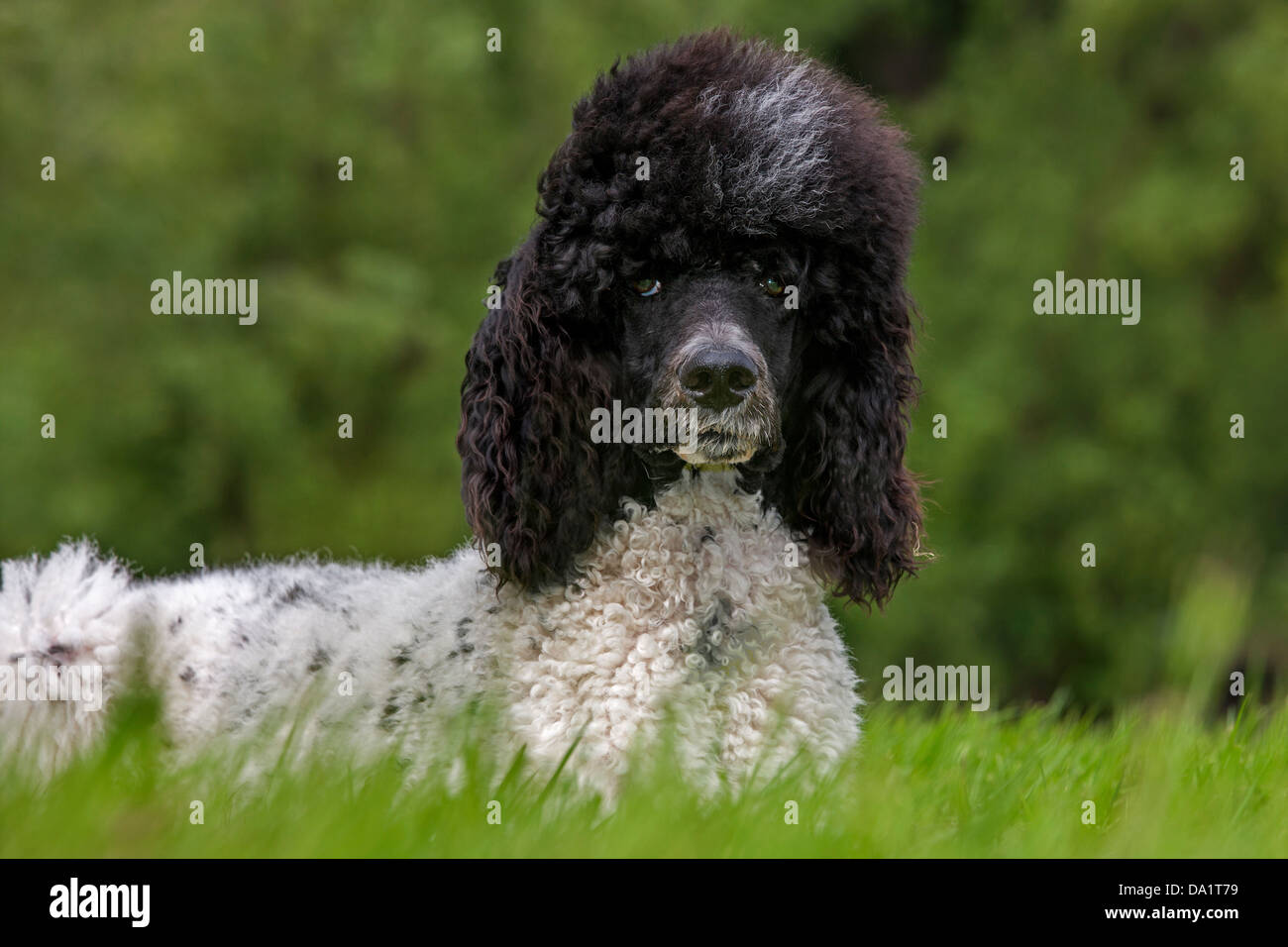 Animals black poodle poodles hi-res stock photography and images - Alamy