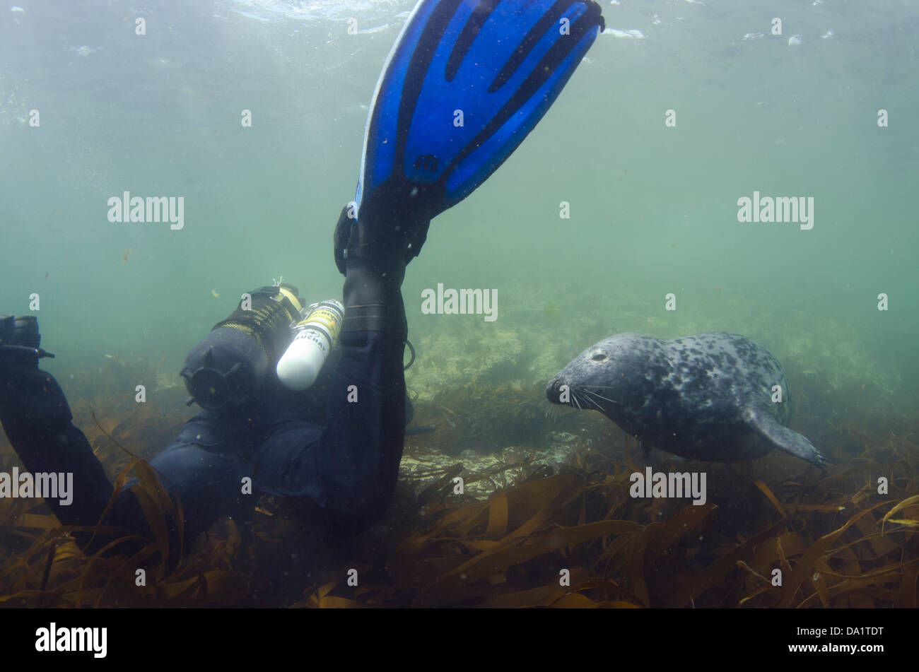 relaxed seal next to diver Stock Photo - Alamy
