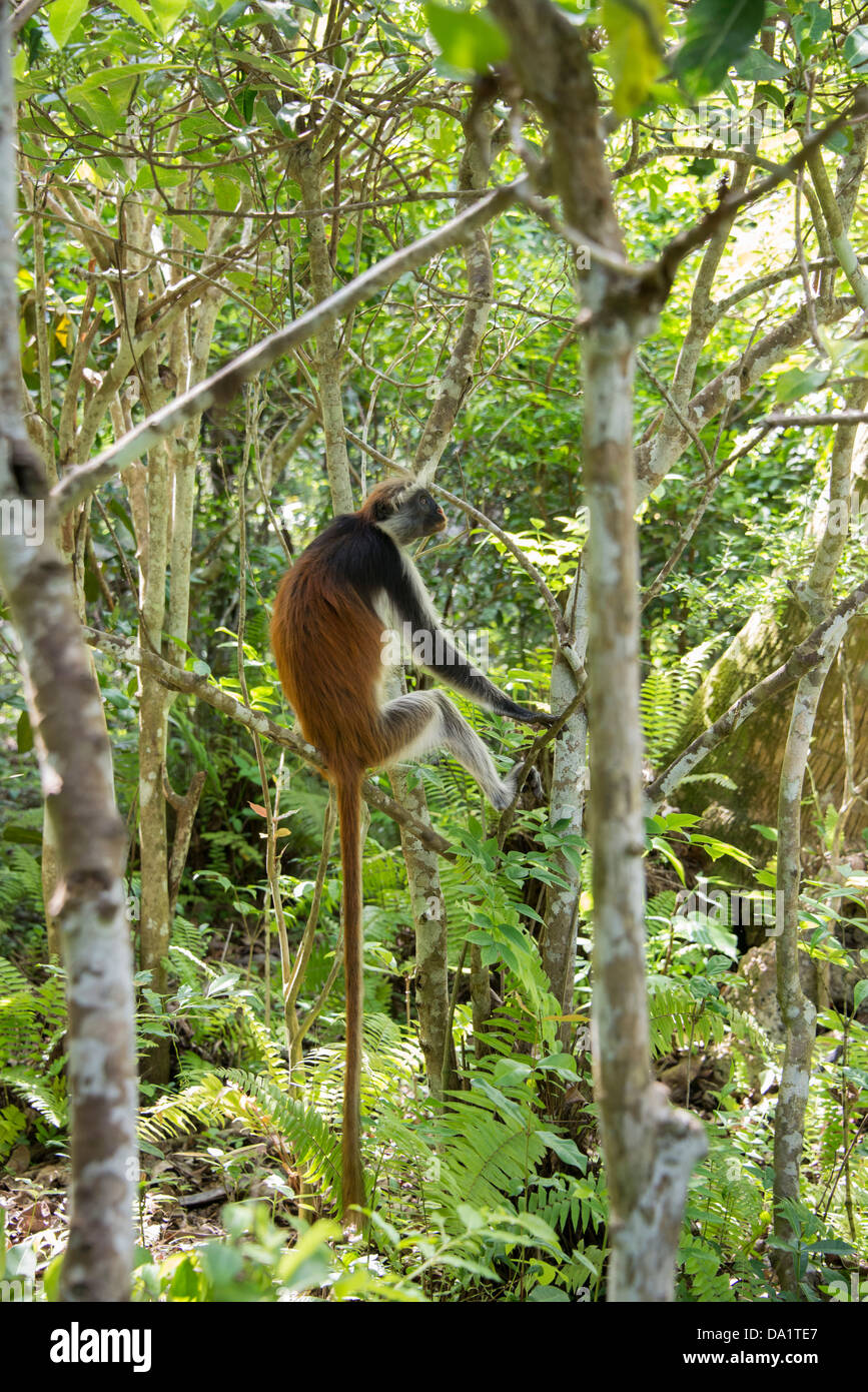 Red colobus monkey (Procolobus kirkii). Jozani Chwaka Bay National Park ...