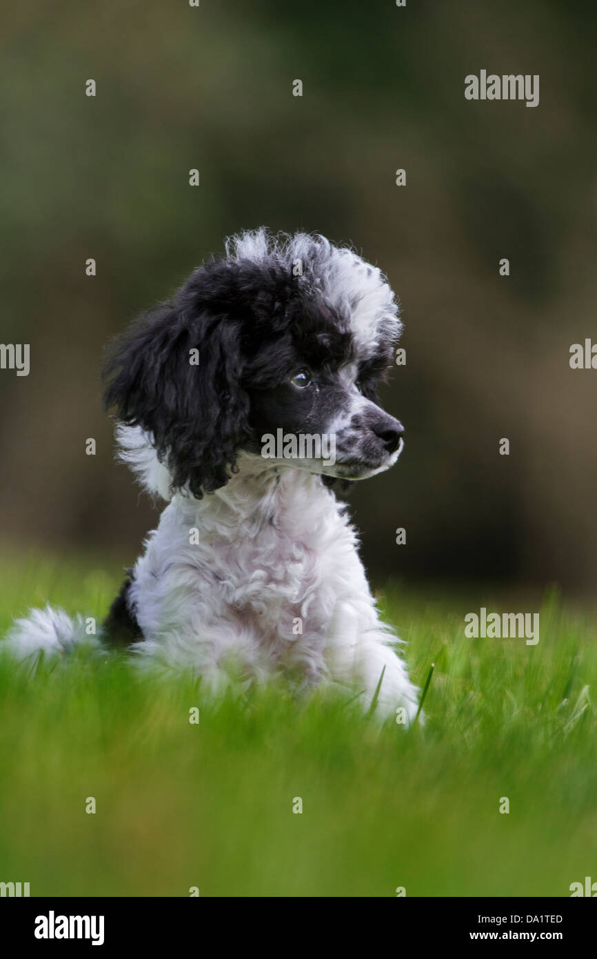 Miniature poodle / Dwarf poodle / Nain poodle (Canis lupus familiaris ...