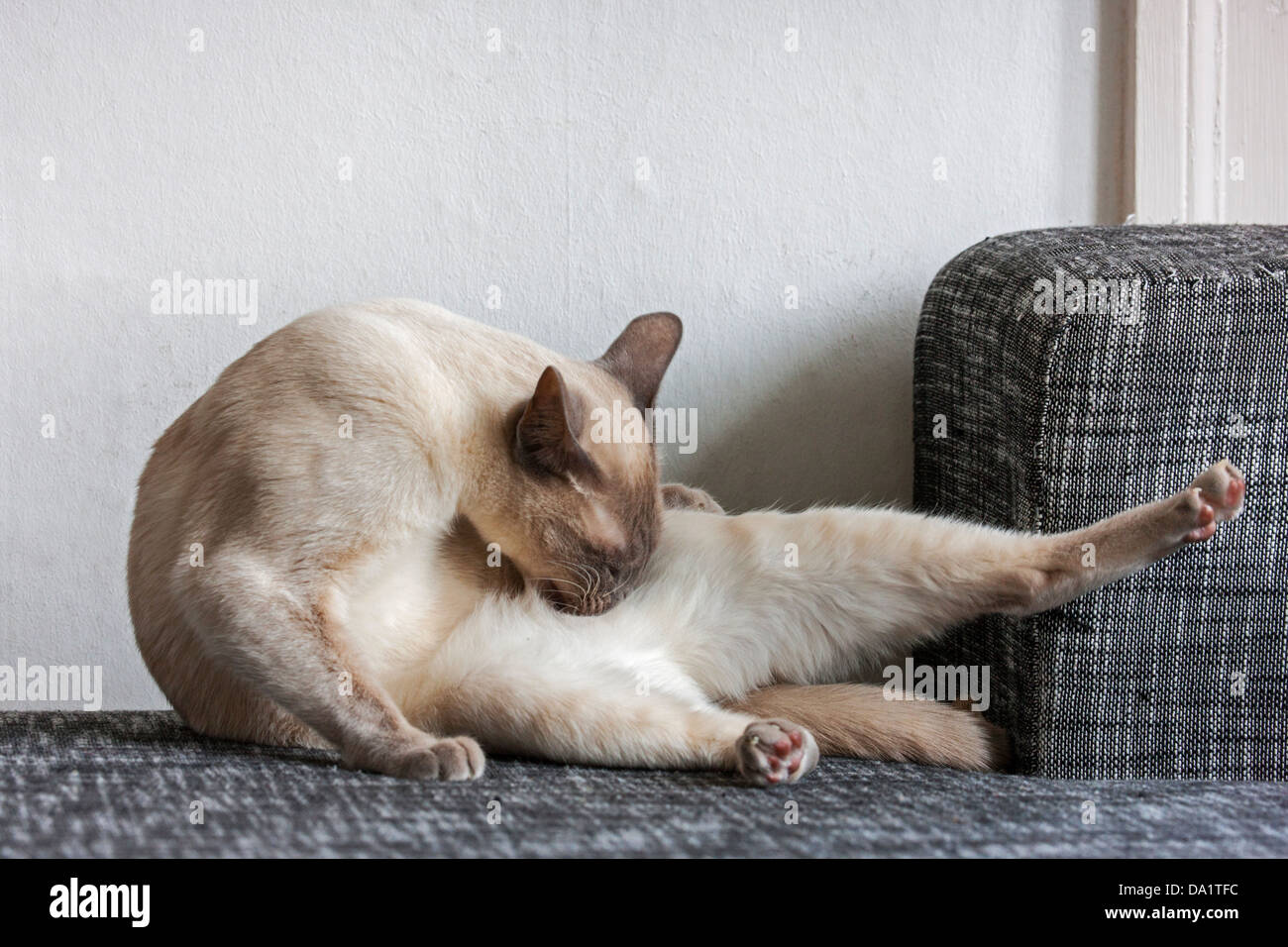 Tonkinese cat, result of a recent crossbreeding between Siamese and ...
