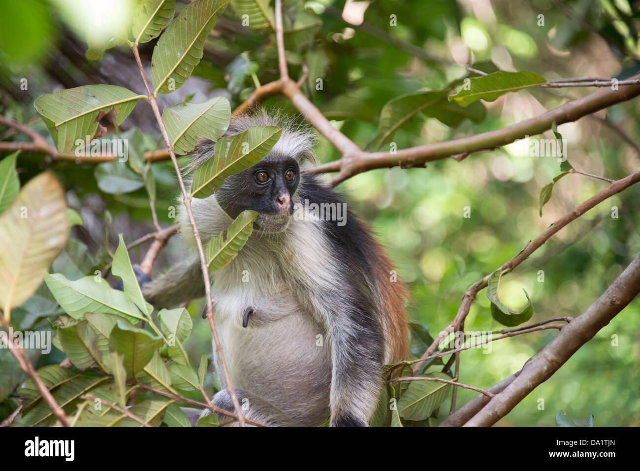 Red colobus monkey (Procolobus kirkii). Jozani Chwaka Bay National Park ...