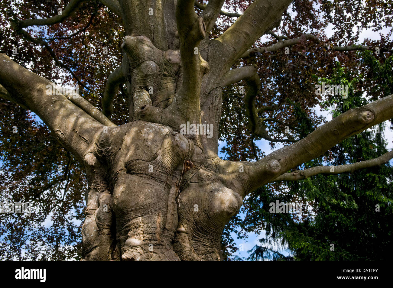 Gnarly tree hi-res stock photography and images - Alamy