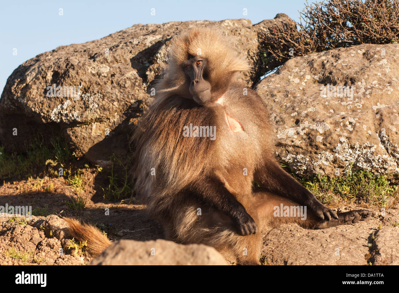 Gelada baboon (Theropithecus Gelada), Simien mountains national park ...