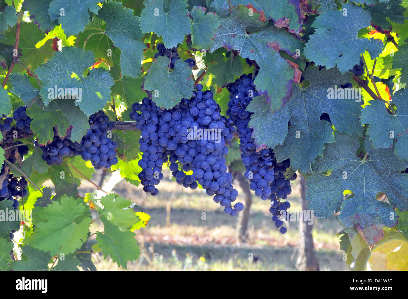 Grapevine Vitis Sp High Resolution Stock Photography and Images - Alamy