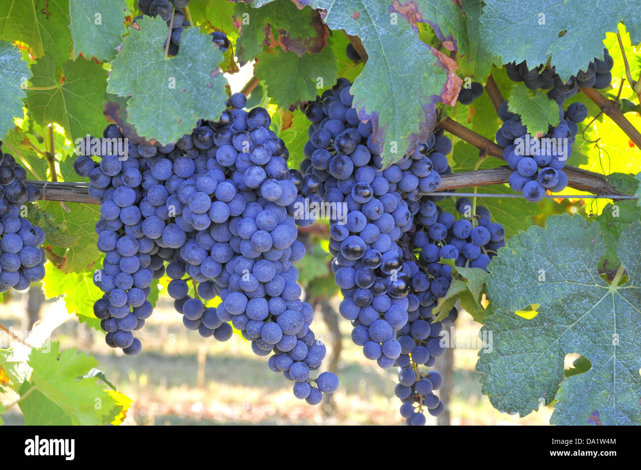 Grapevine Vitis Sp High Resolution Stock Photography and Images - Alamy