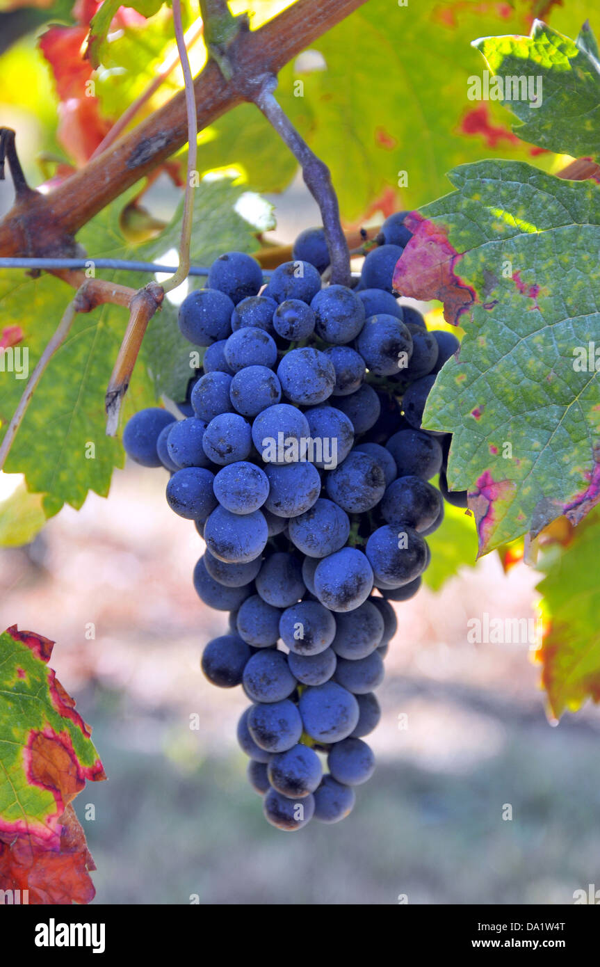 Grapevine Vitis Sp High Resolution Stock Photography and Images - Alamy