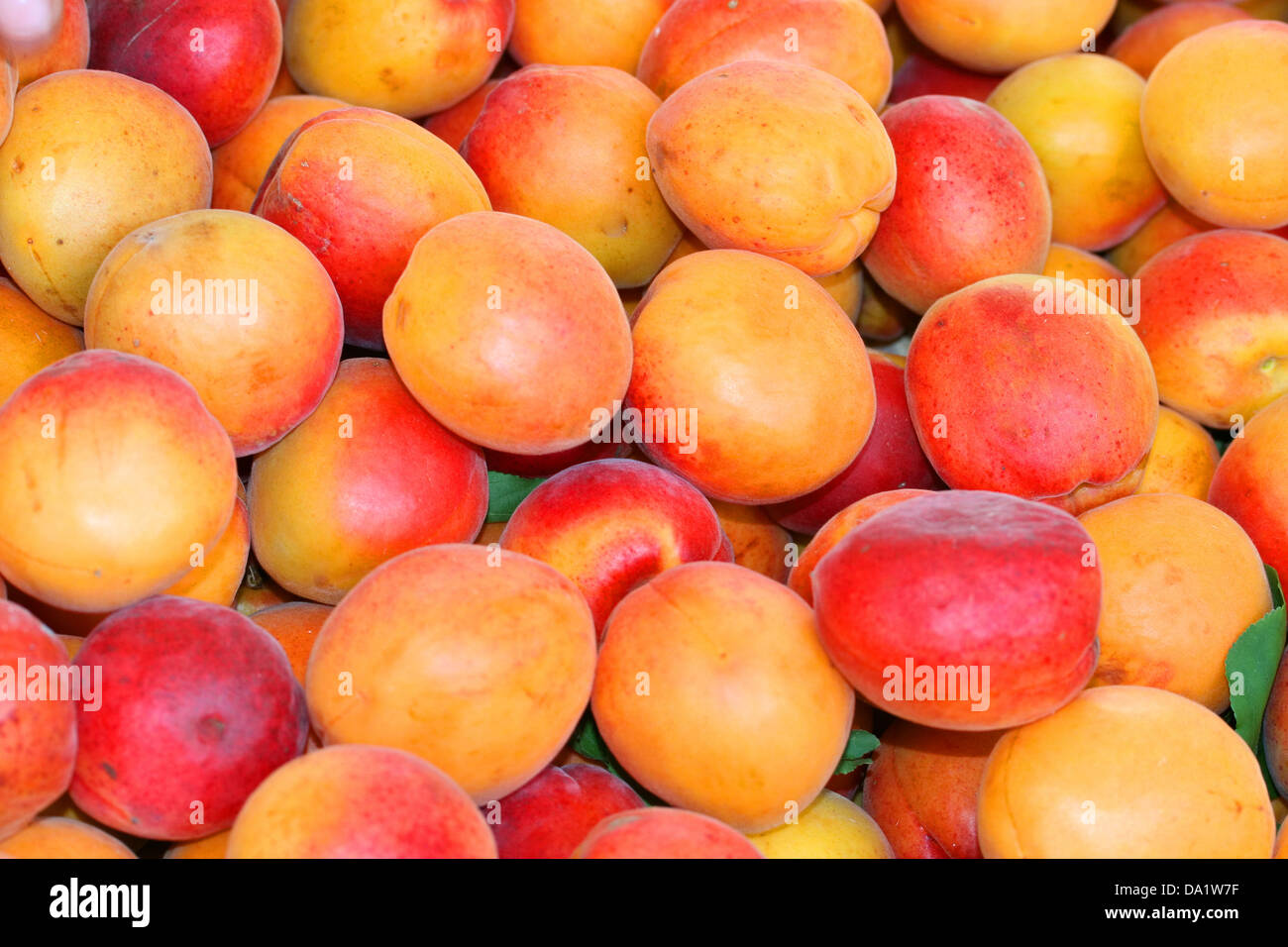 This is a close up shot of bundle of apricots like nice food background ...