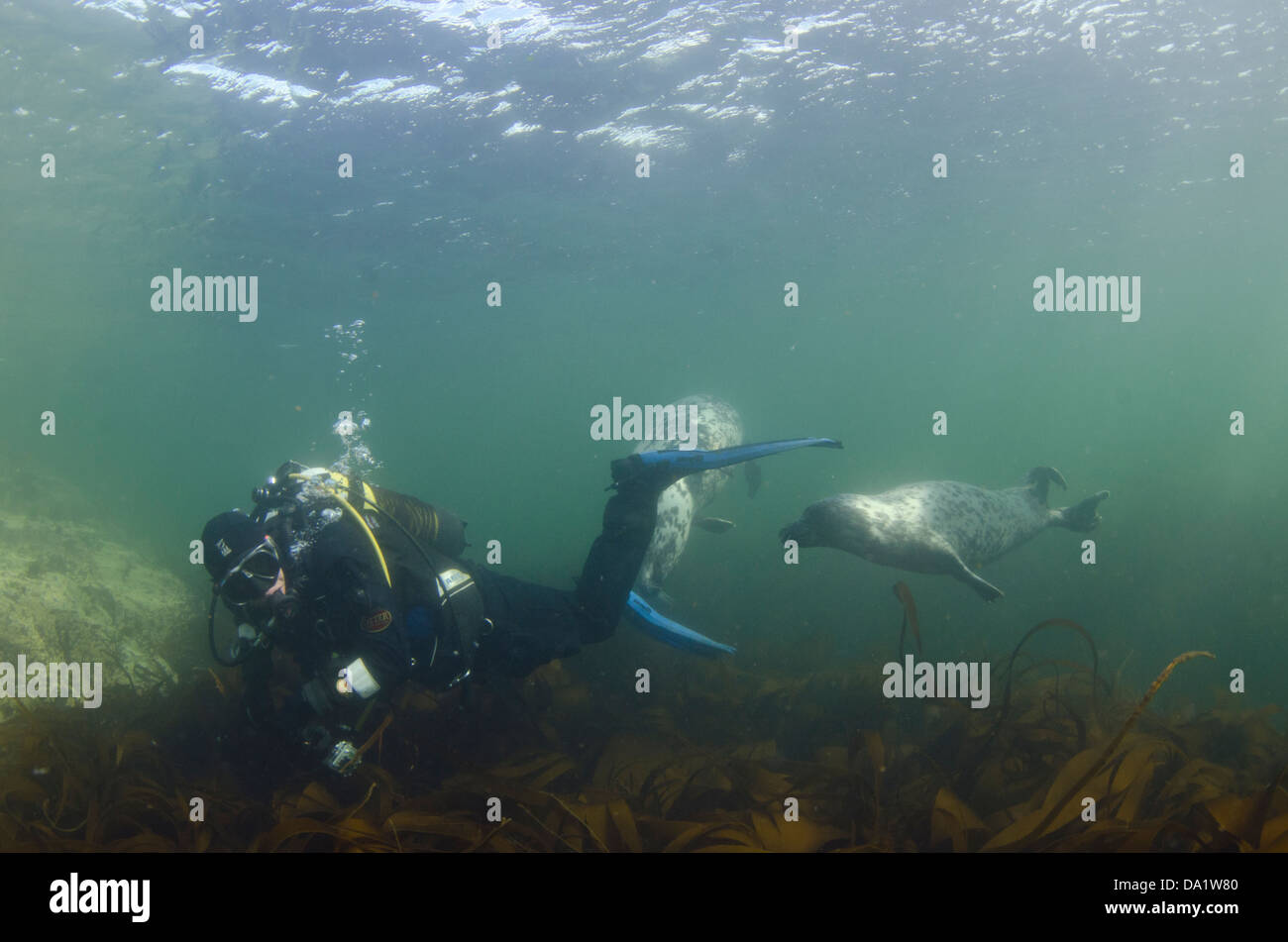 Udt Navy Seal Diver Creed