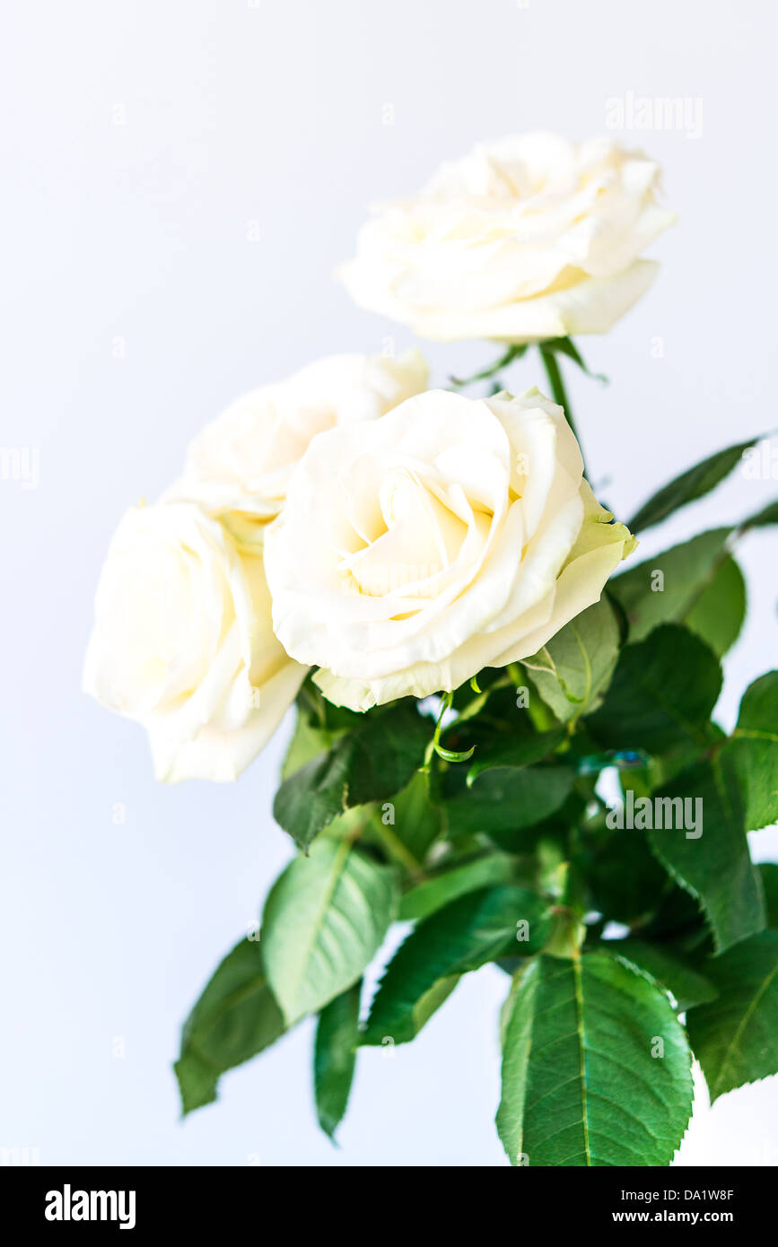 Beautiful roses bouquet hi-res stock photography and images - Alamy