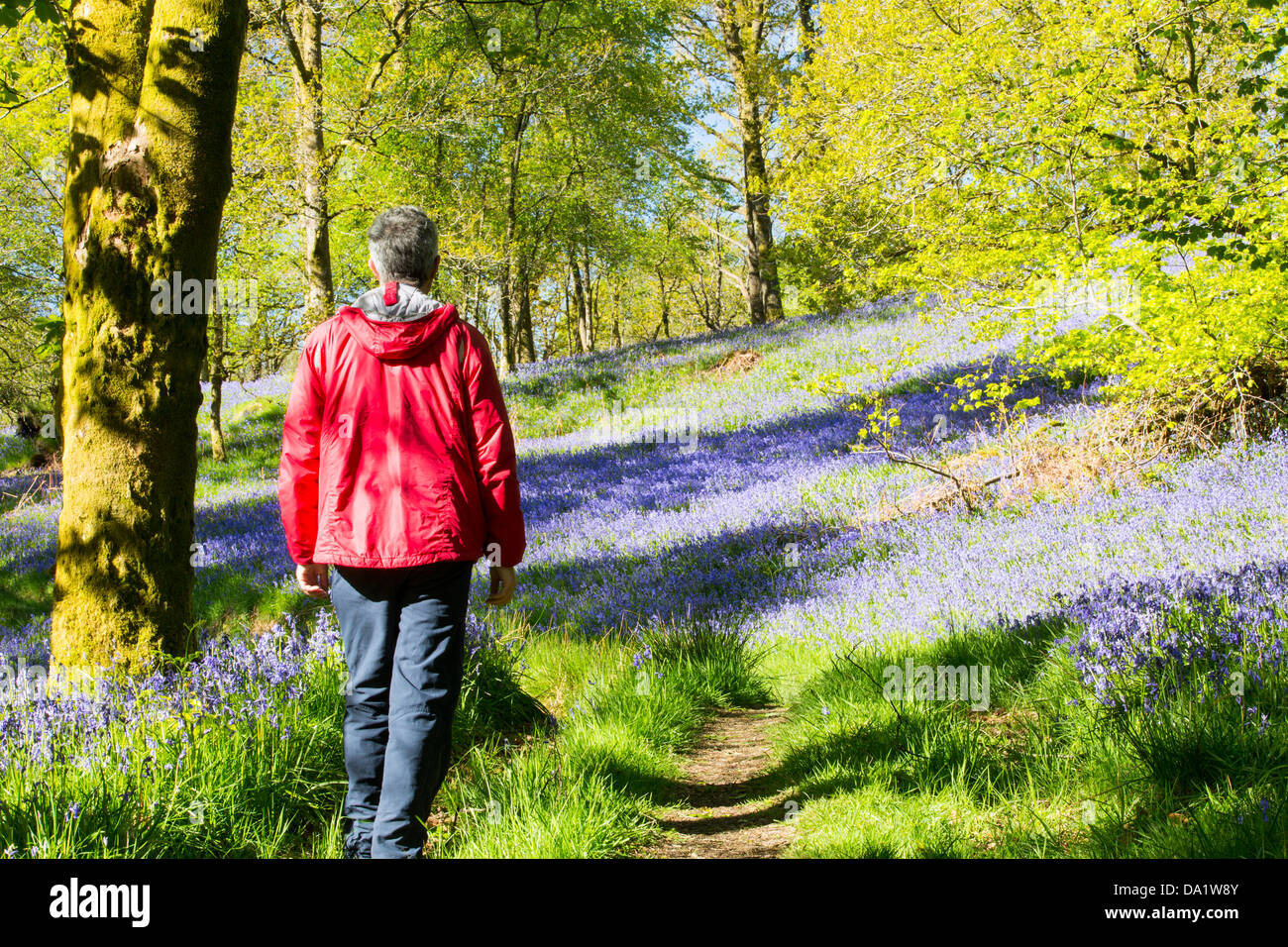 Man walking along woodland path hi-res stock photography and images - Alamy