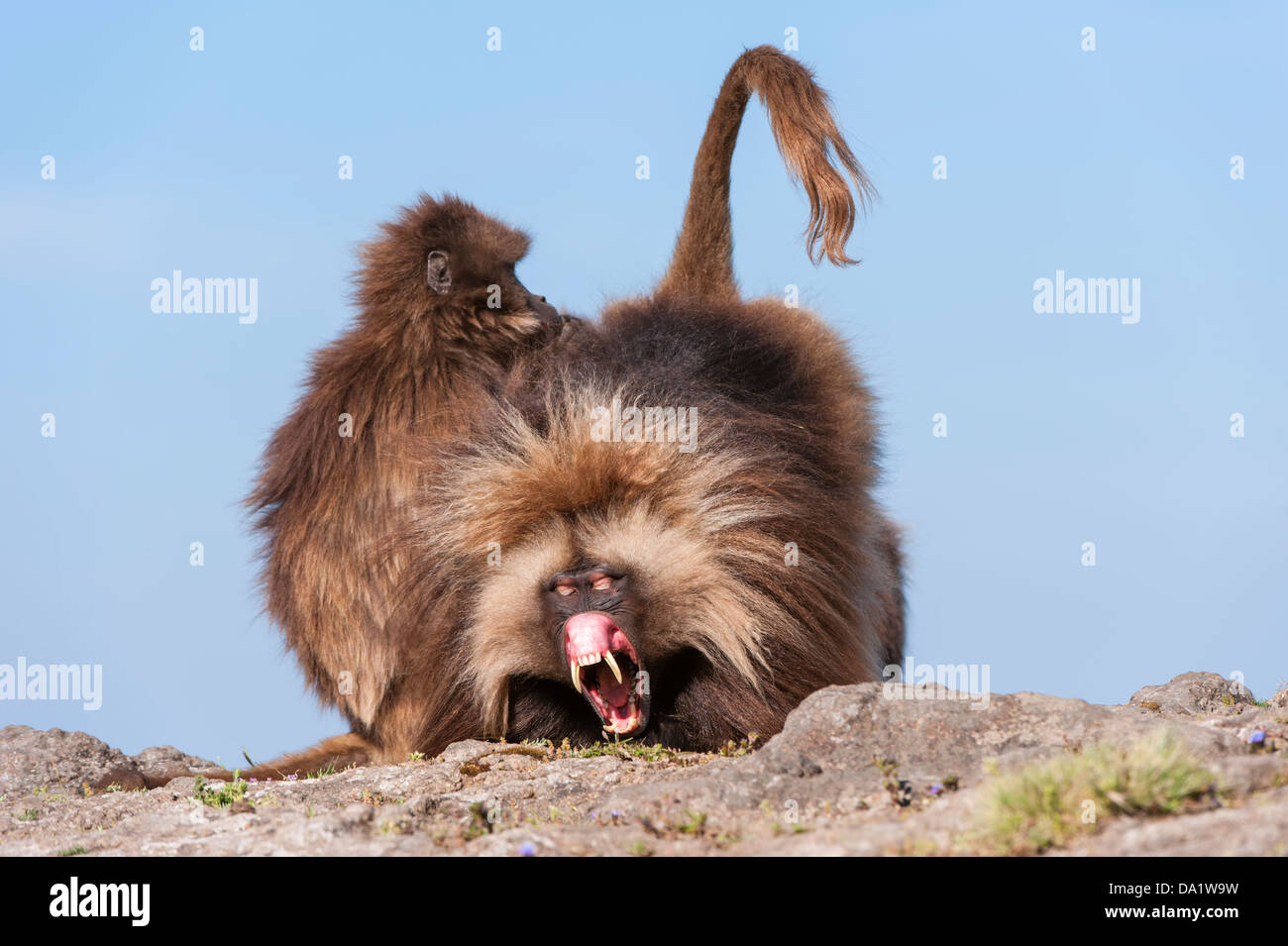 Gelada baboon (Theropithecus Gelada) grooming each other, Simien ...