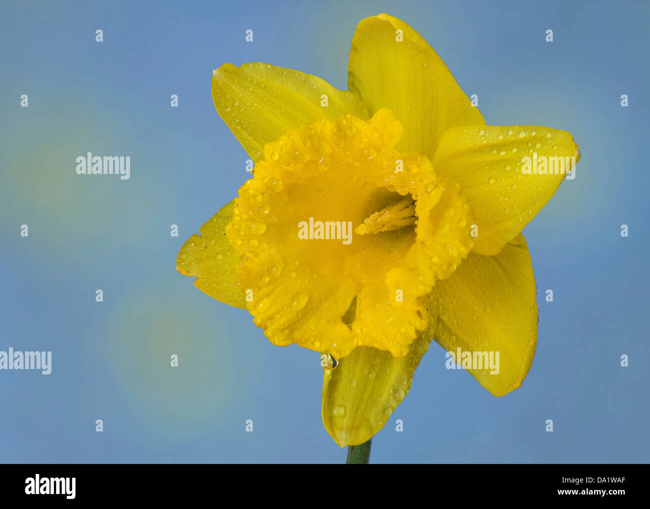Wet Yellow Daffodil, flower Stock Photo - Alamy