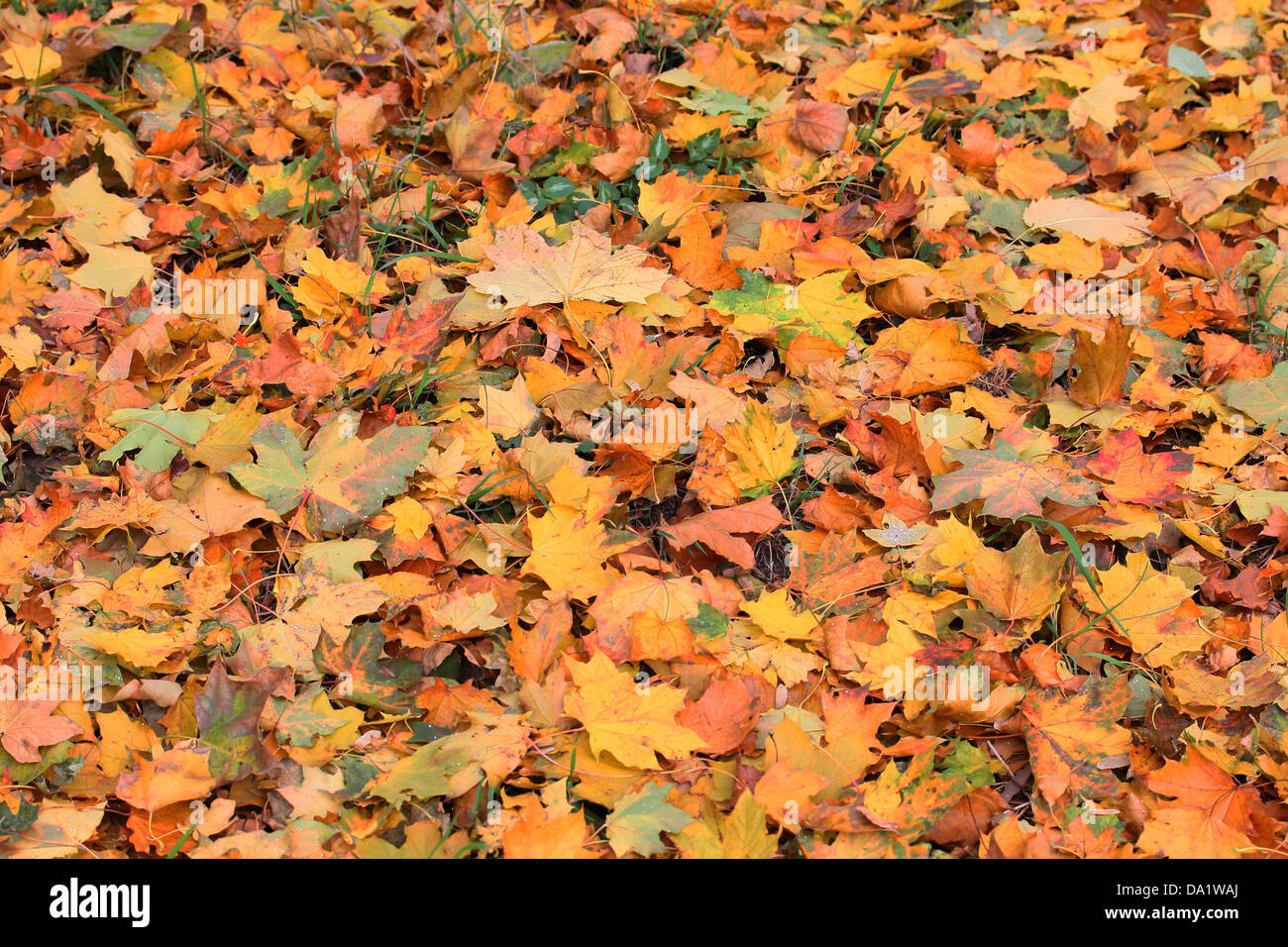 Autumn leaves on the ground, as a beautiful background Stock Photo - Alamy