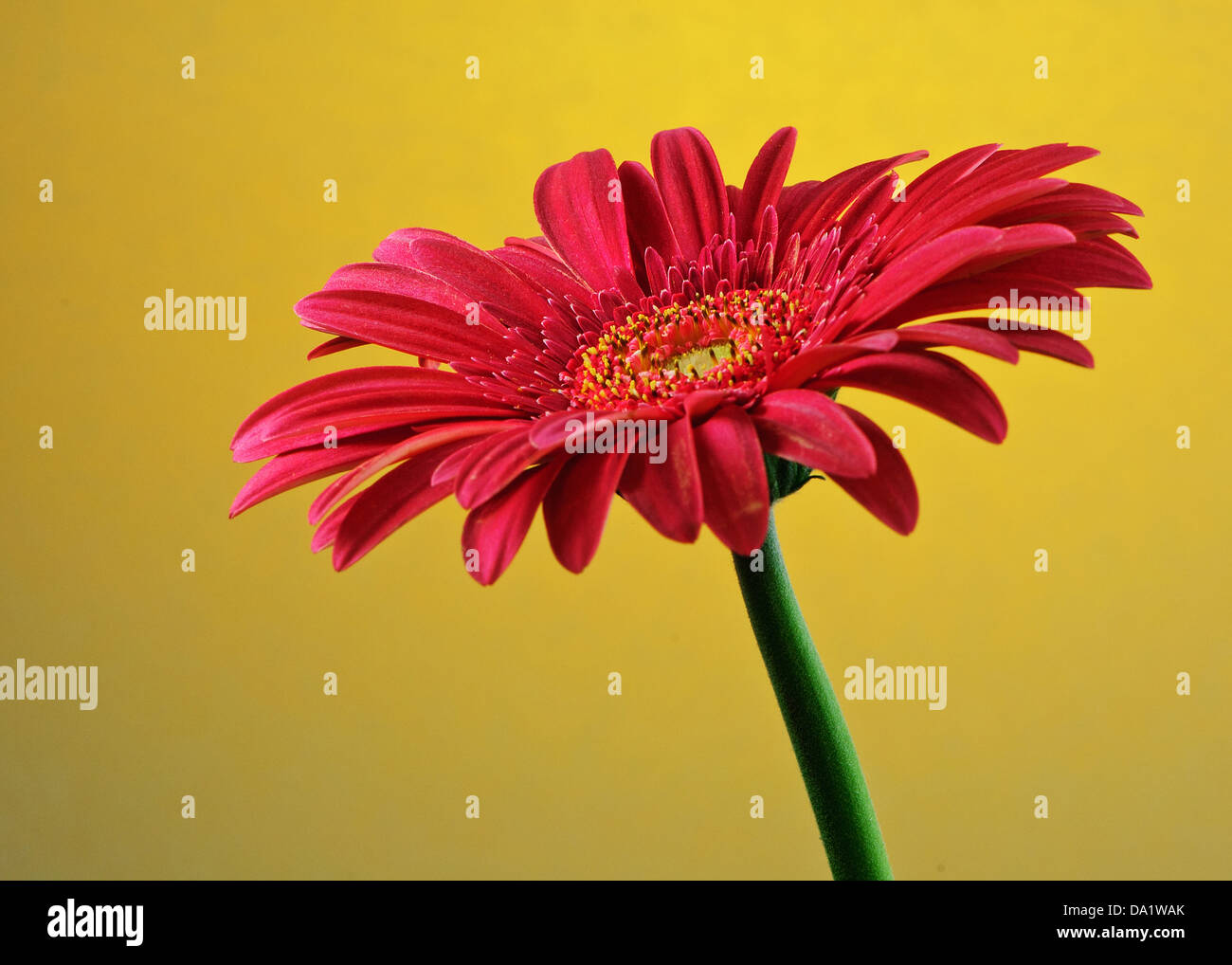 Gerbera asteraceae yellow hi-res stock photography and images - Alamy