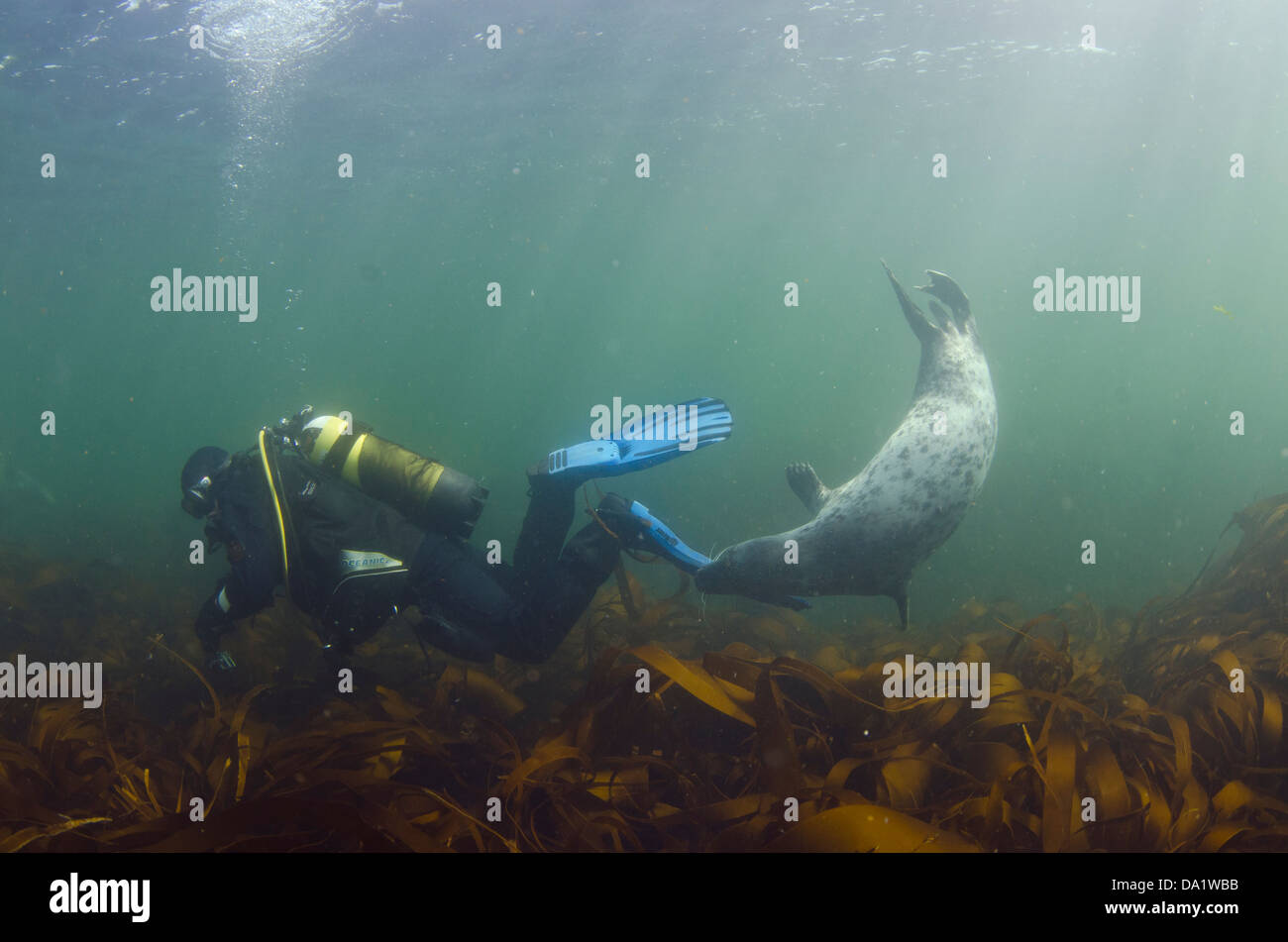 seal biting fins Stock Photo - Alamy