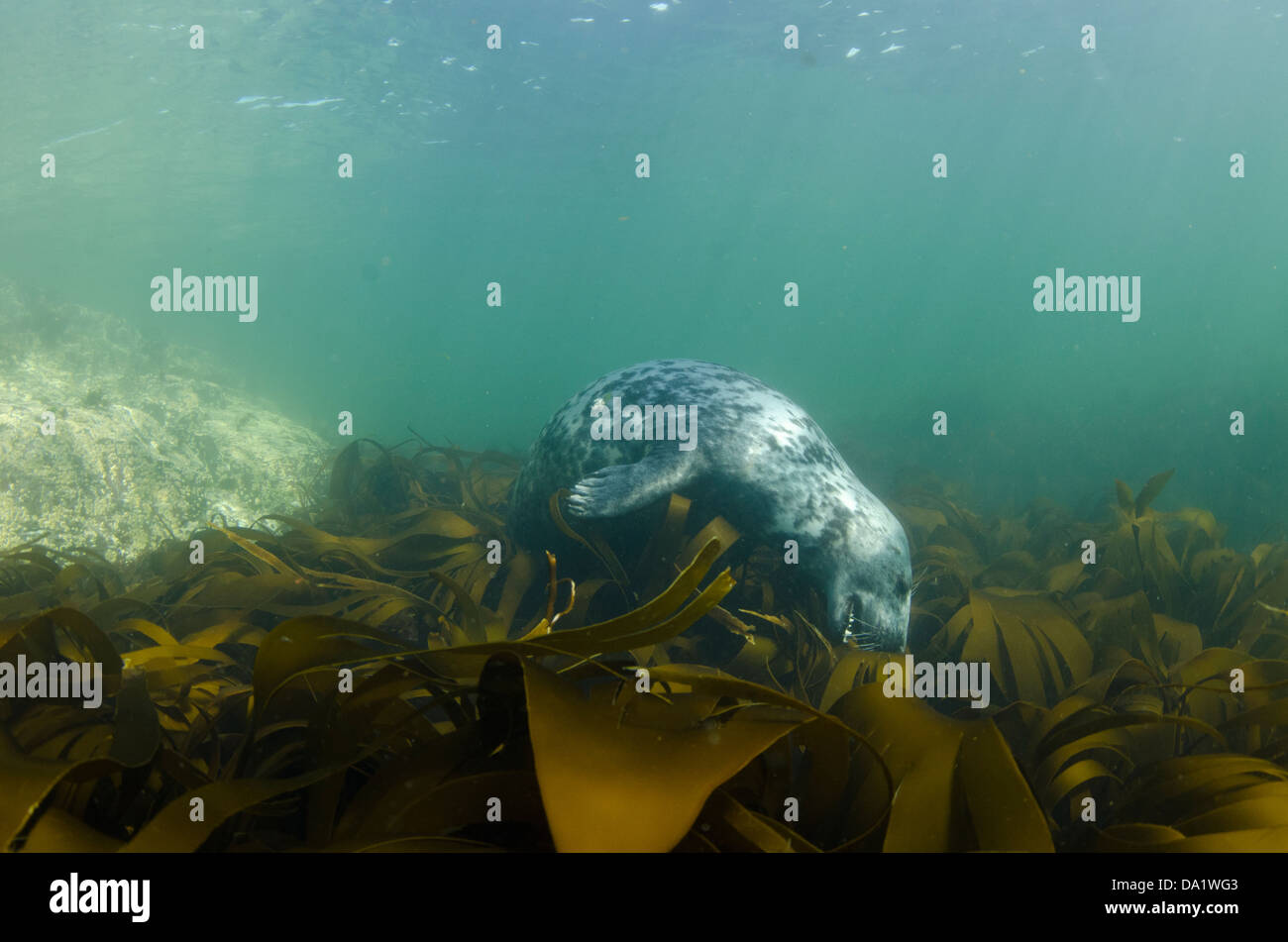 Seal underwater kelp hi-res stock photography and images - Alamy
