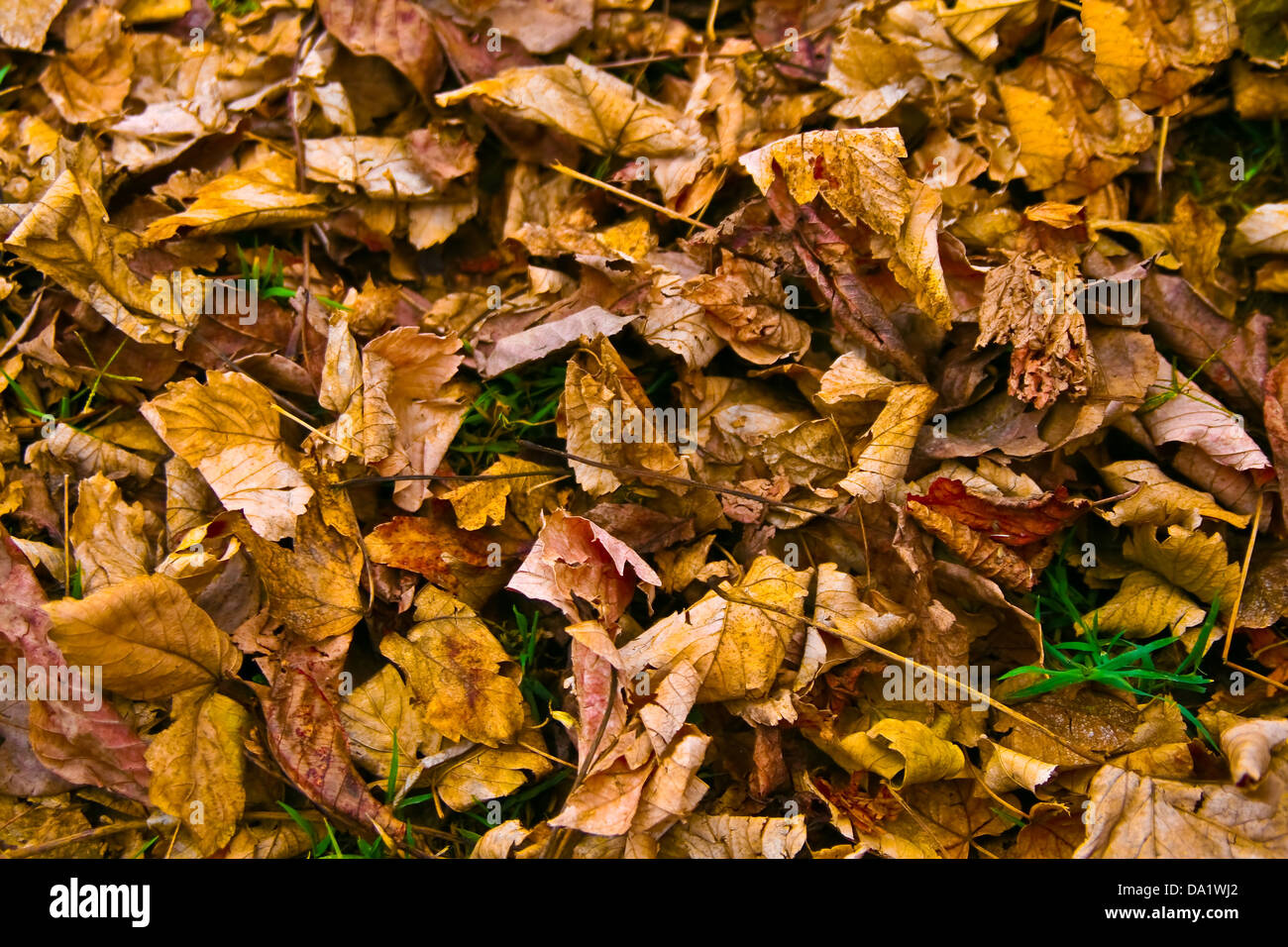 Autumn leaves on the ground, as a beautiful background Stock Photo - Alamy