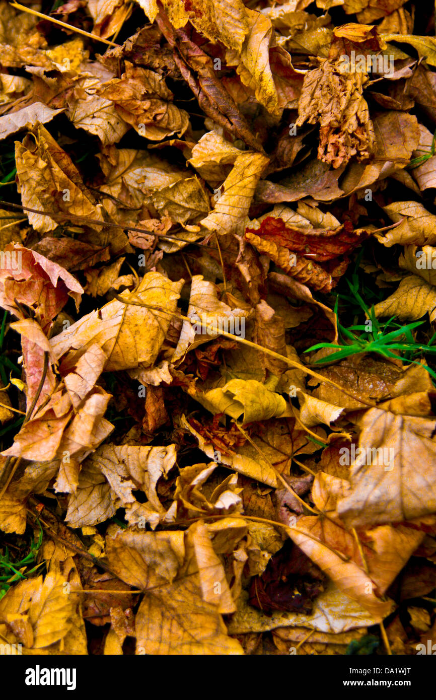 Autumn leaves on the ground, as a beautiful background Stock Photo - Alamy