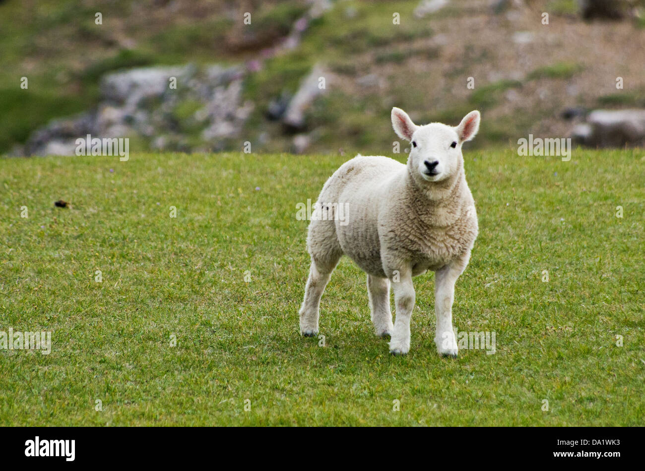 Staring lamb hi-res stock photography and images - Alamy