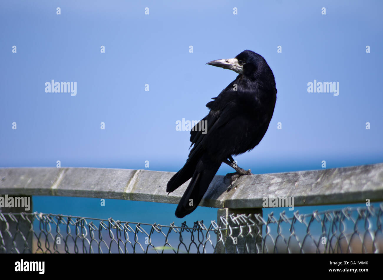 The Black Crow Stock Photo - Alamy