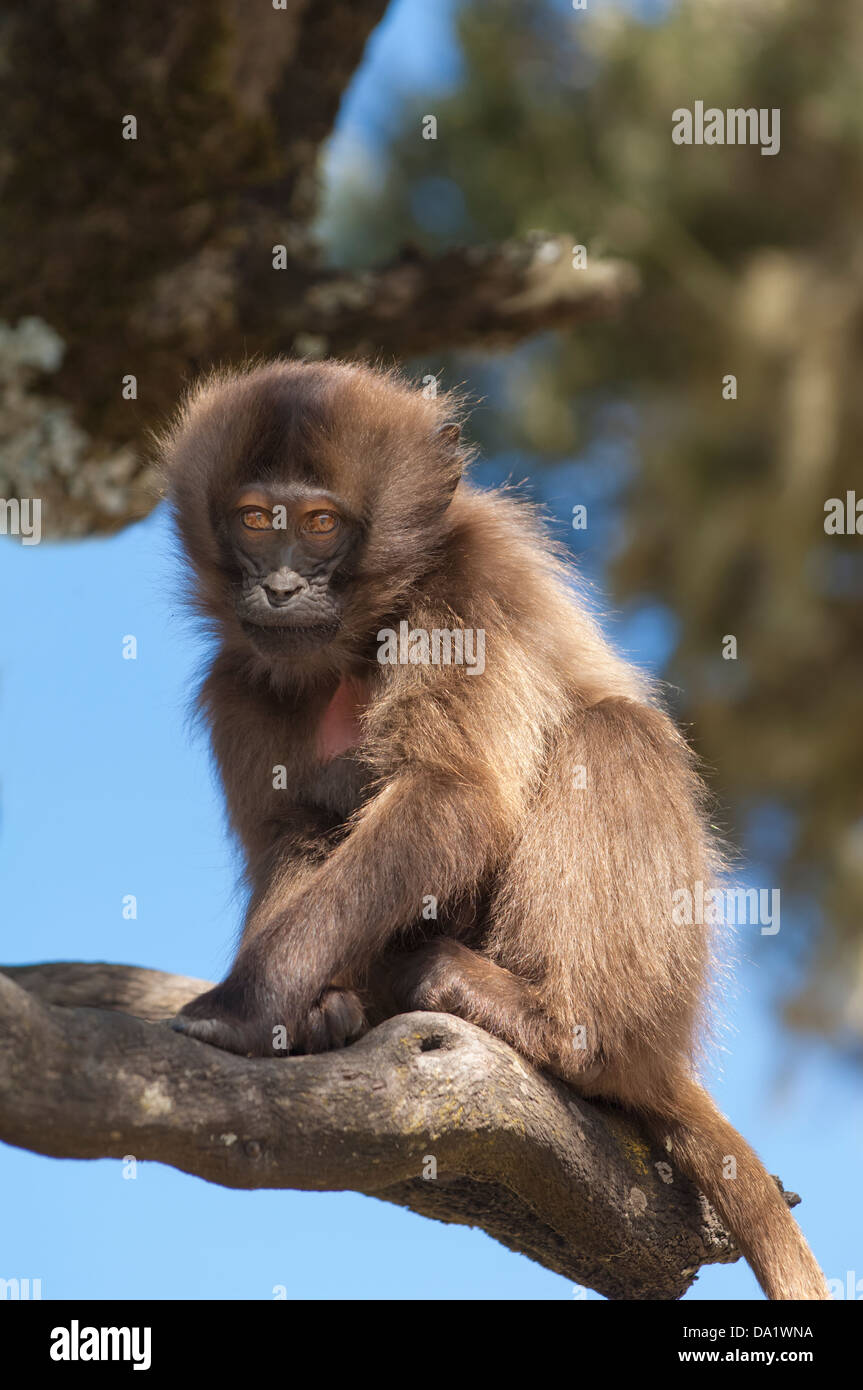 Baby Gelada baboon (Theropithecus Gelada), Simien mountains national ...