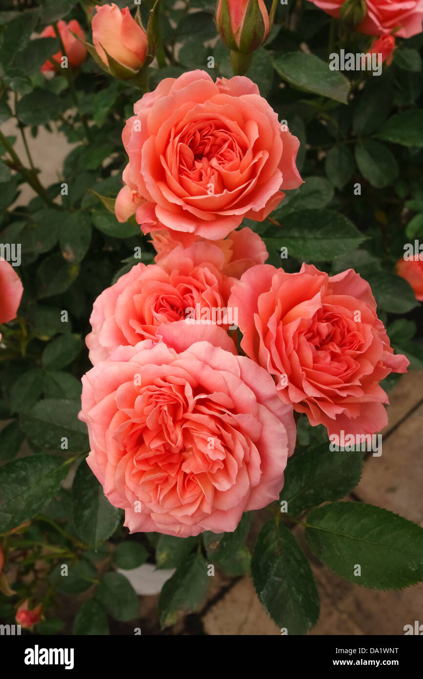 Apricot rose hi-res stock photography and images - Alamy