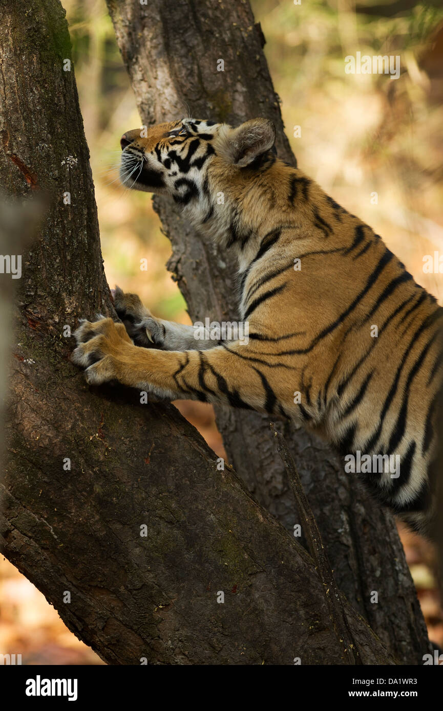 Clawing the tree or other stumps etc is a part of territory marking ...