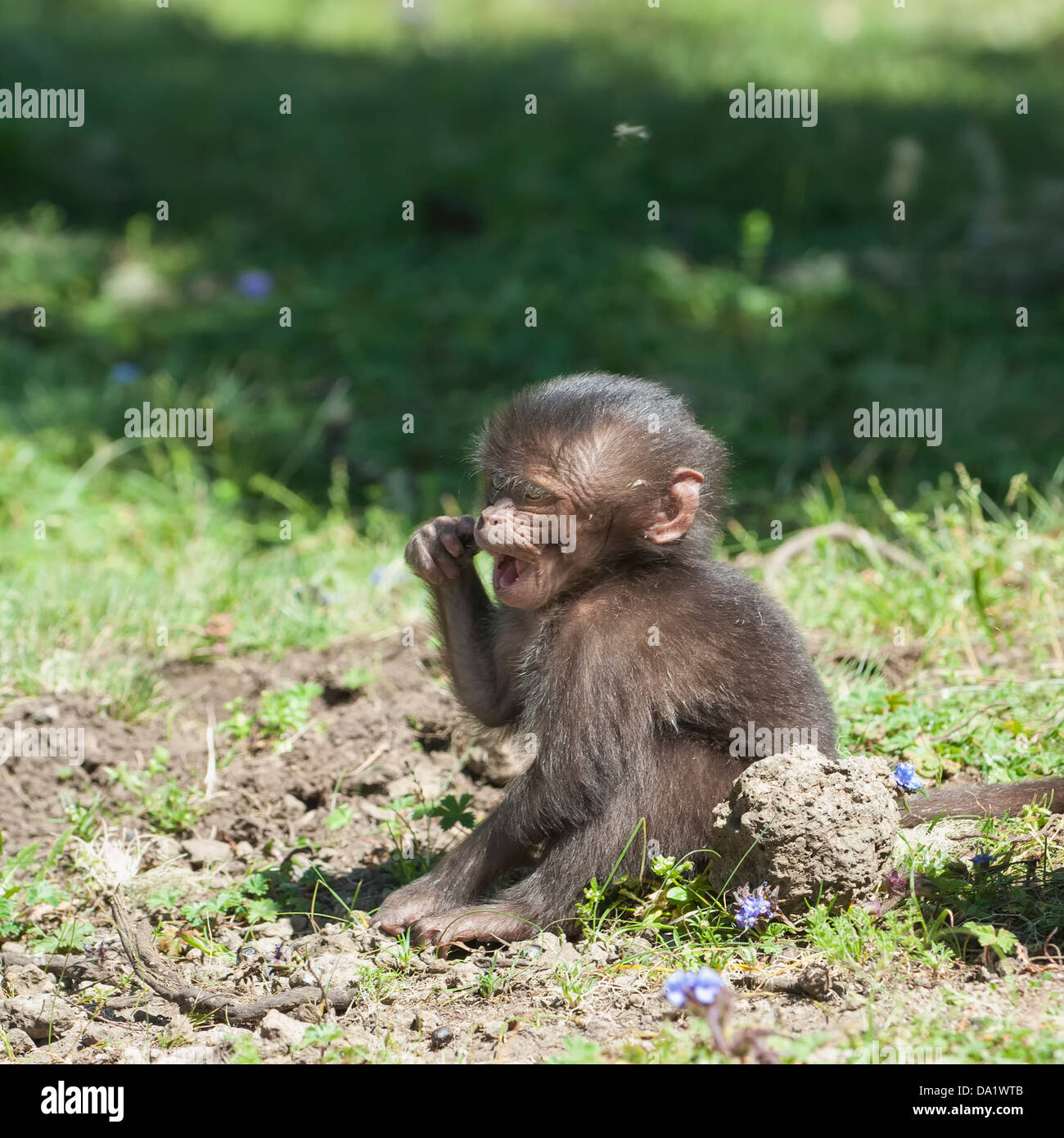 Baby Gelada baboon (Theropithecus Gelada), Simien mountains national ...