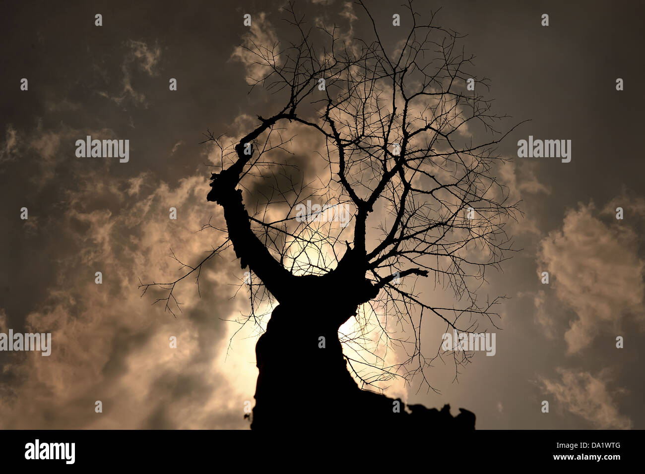 SKELETON OF A TREE Stock Photo - Alamy