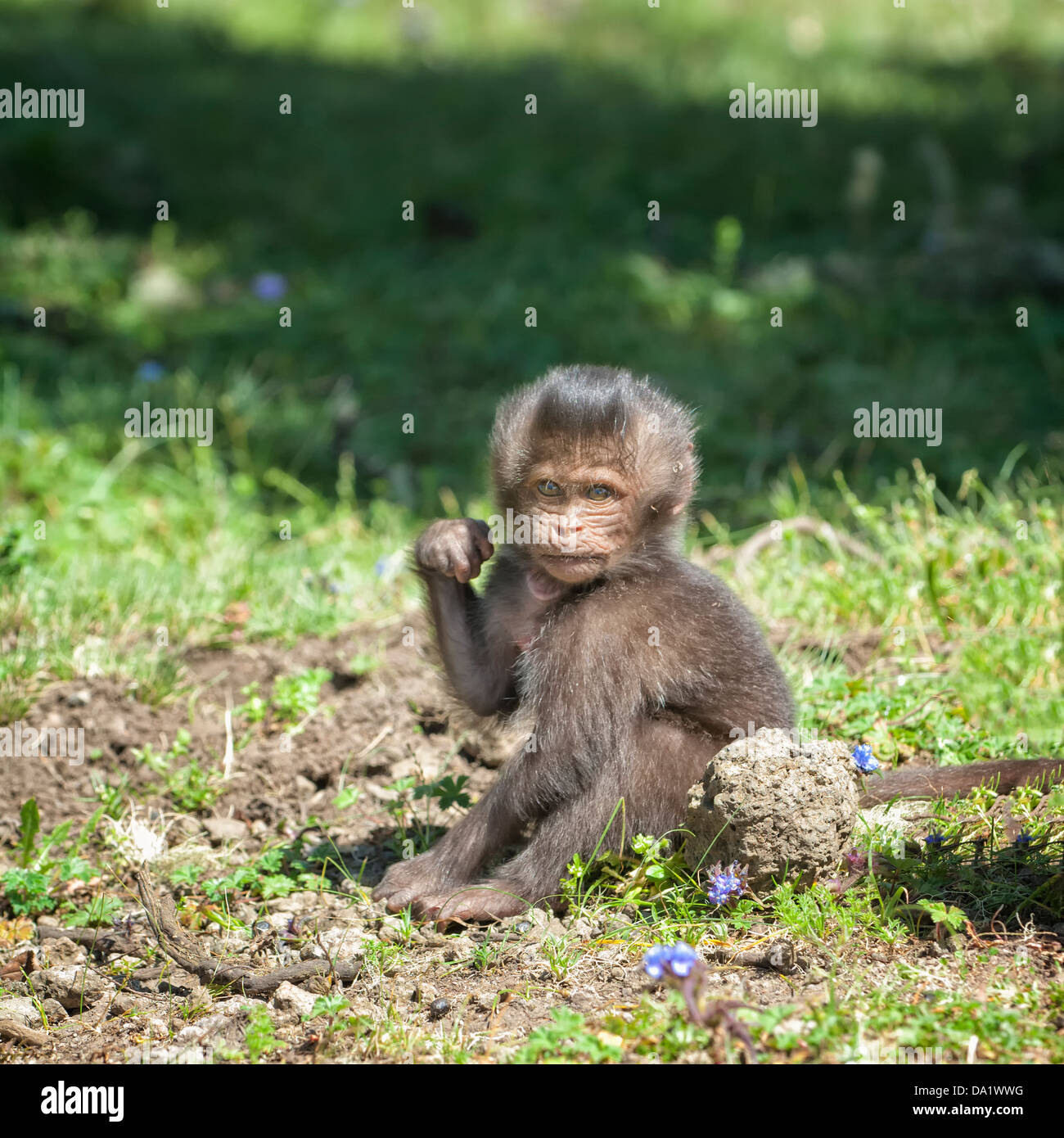 Baby Gelada baboon (Theropithecus Gelada), Simien mountains national ...