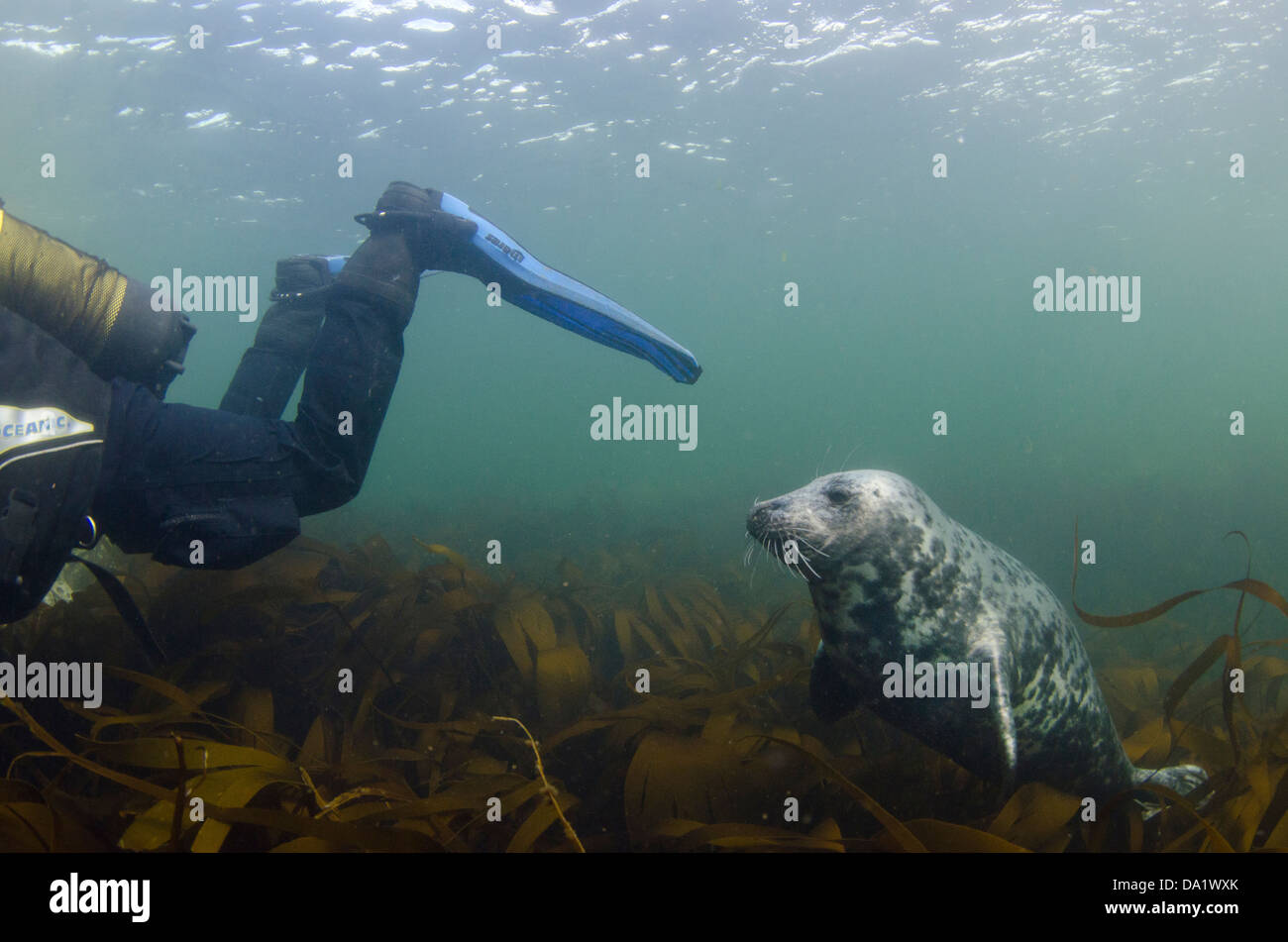 Seal diver hi-res stock photography and images - Alamy