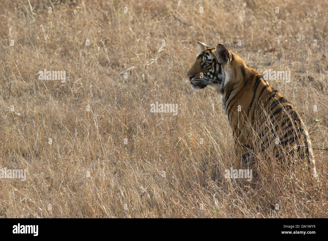 Sitting tiger cub hi-res stock photography and images - Alamy