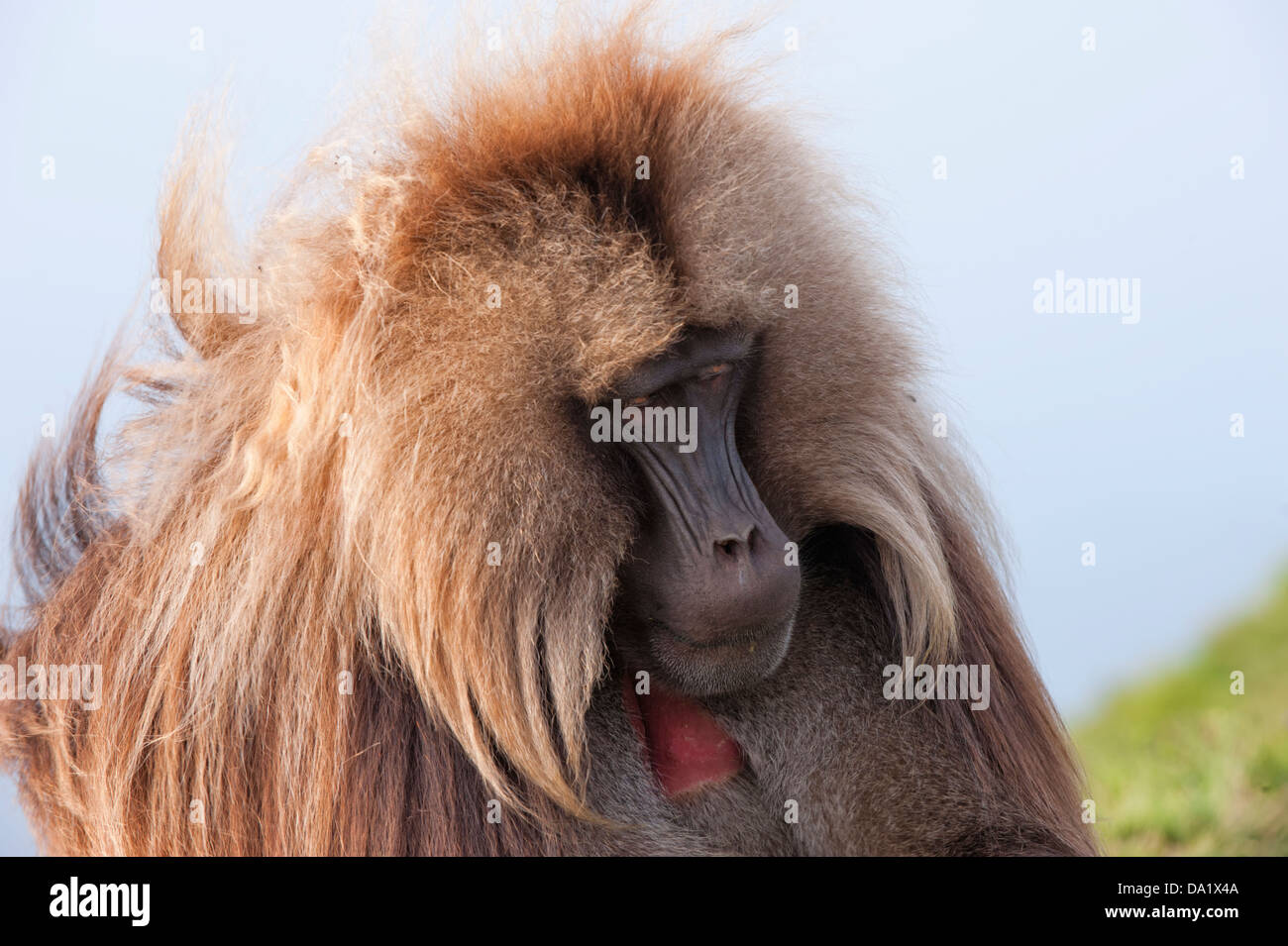 Old baboon hi-res stock photography and images - Alamy