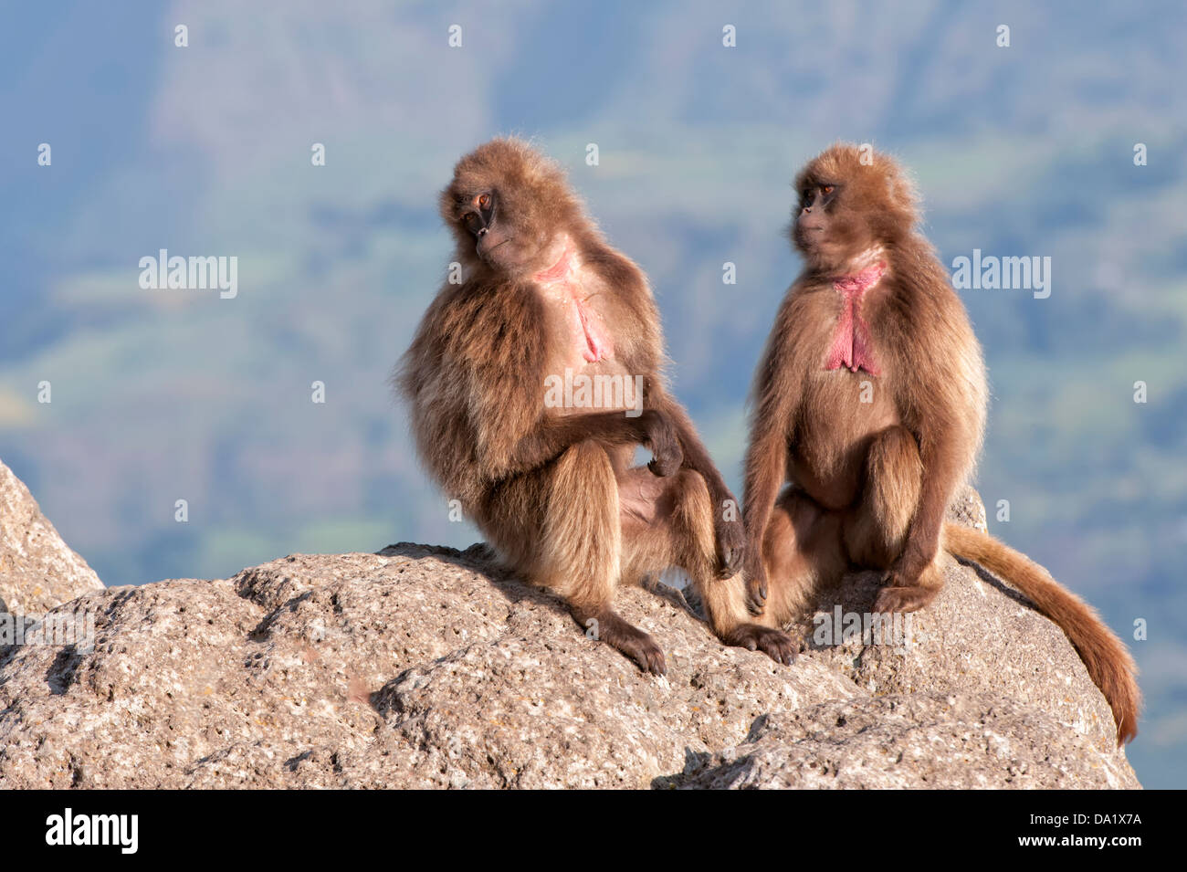 Gelada baboons (Theropithecus Gelada) on a cliff, Simien mountains ...