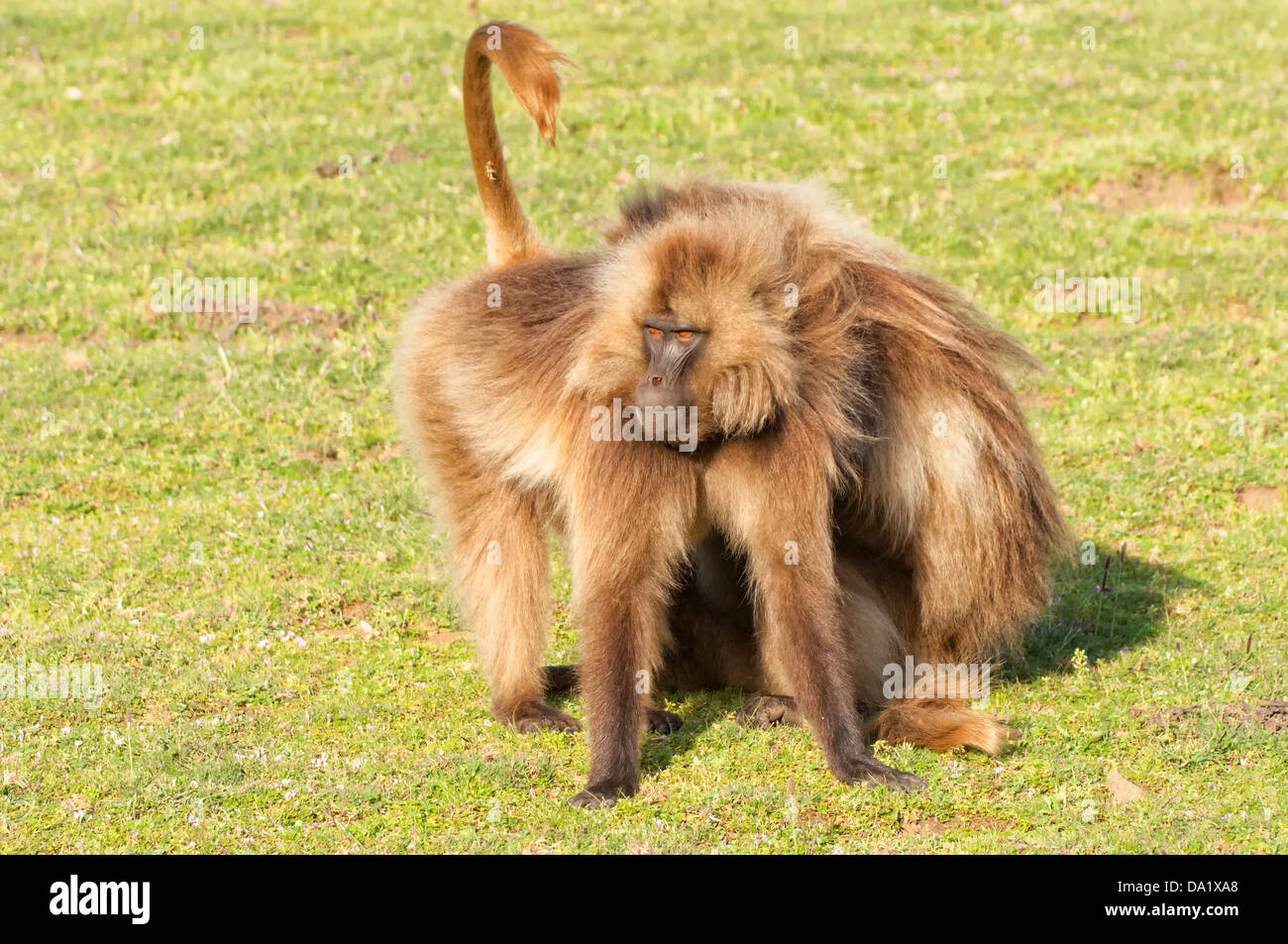 Gelada baboons (Theropithecus Gelada) grooming each other, Simien ...